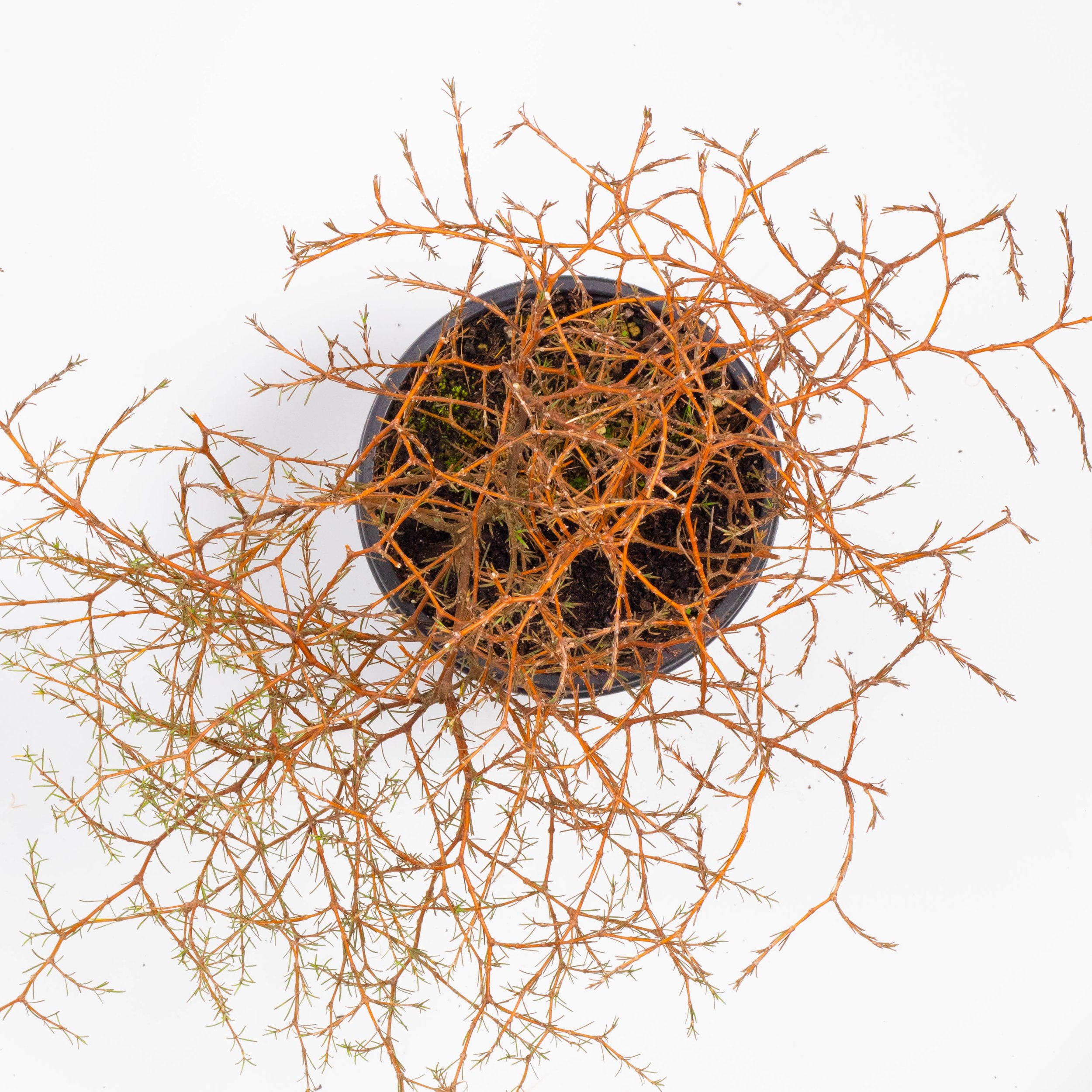 Coprosma Red Rocks — Kauri Park