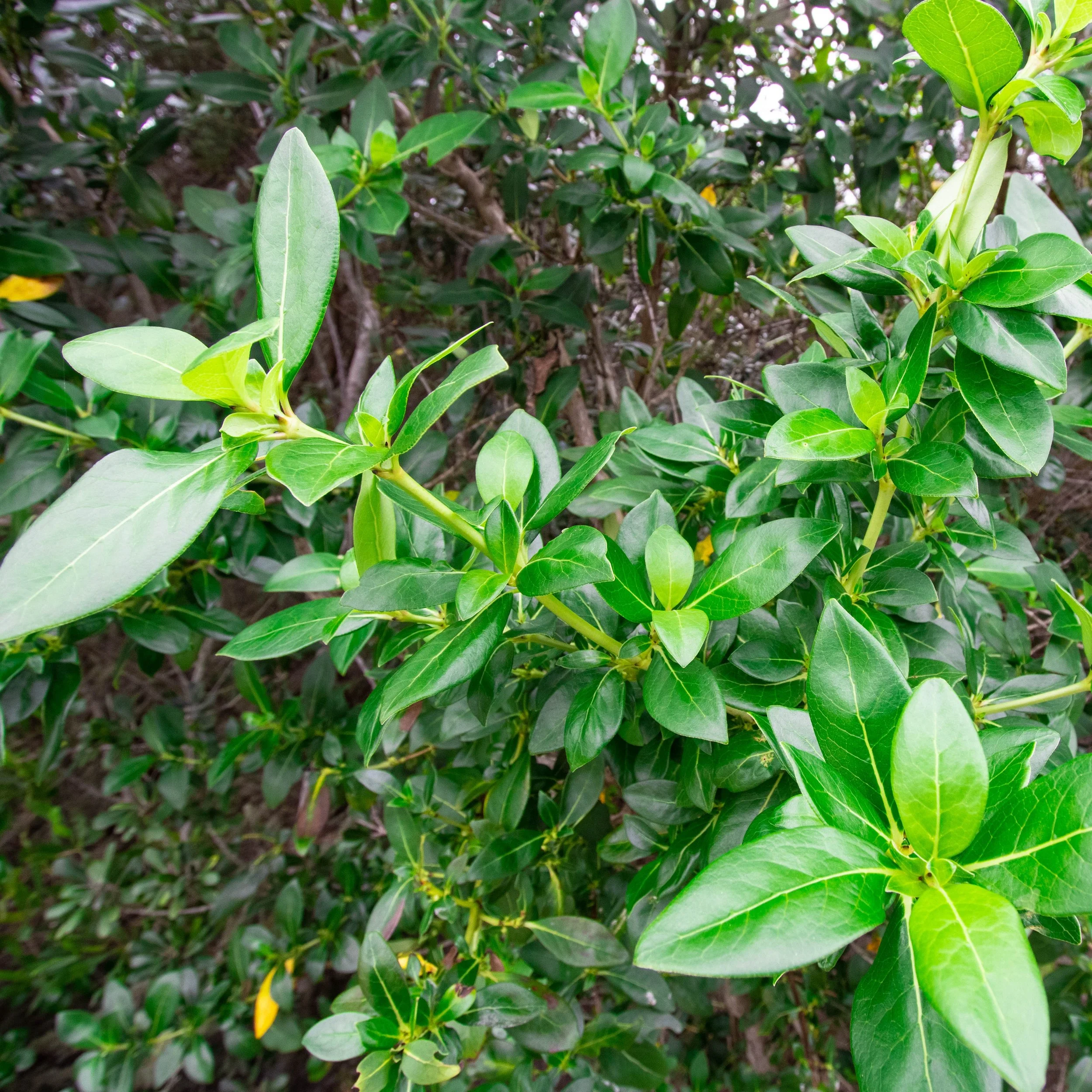 Coprosma robusta — Kauri Park