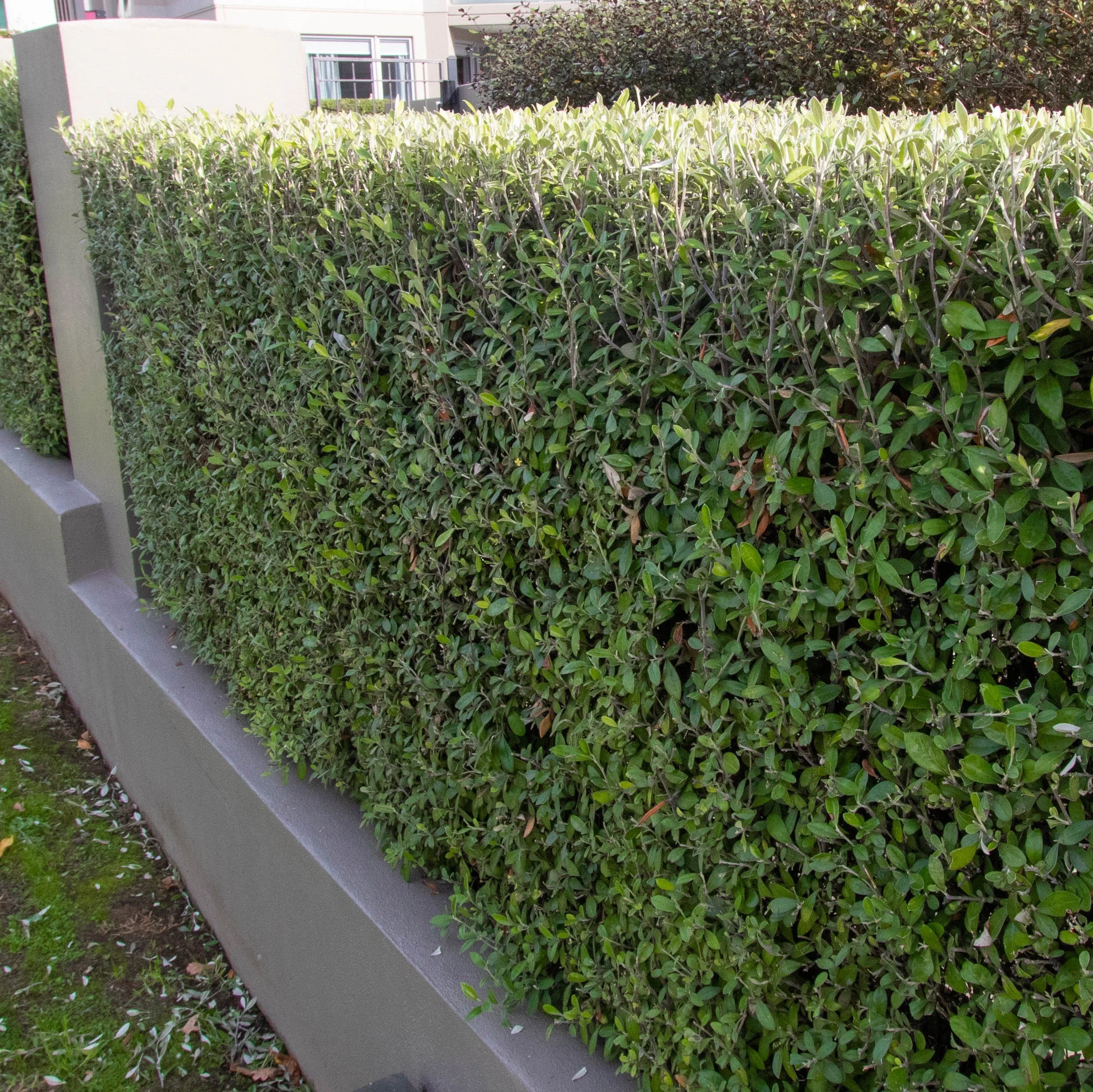 Corokia Geenty's green — Kauri Park