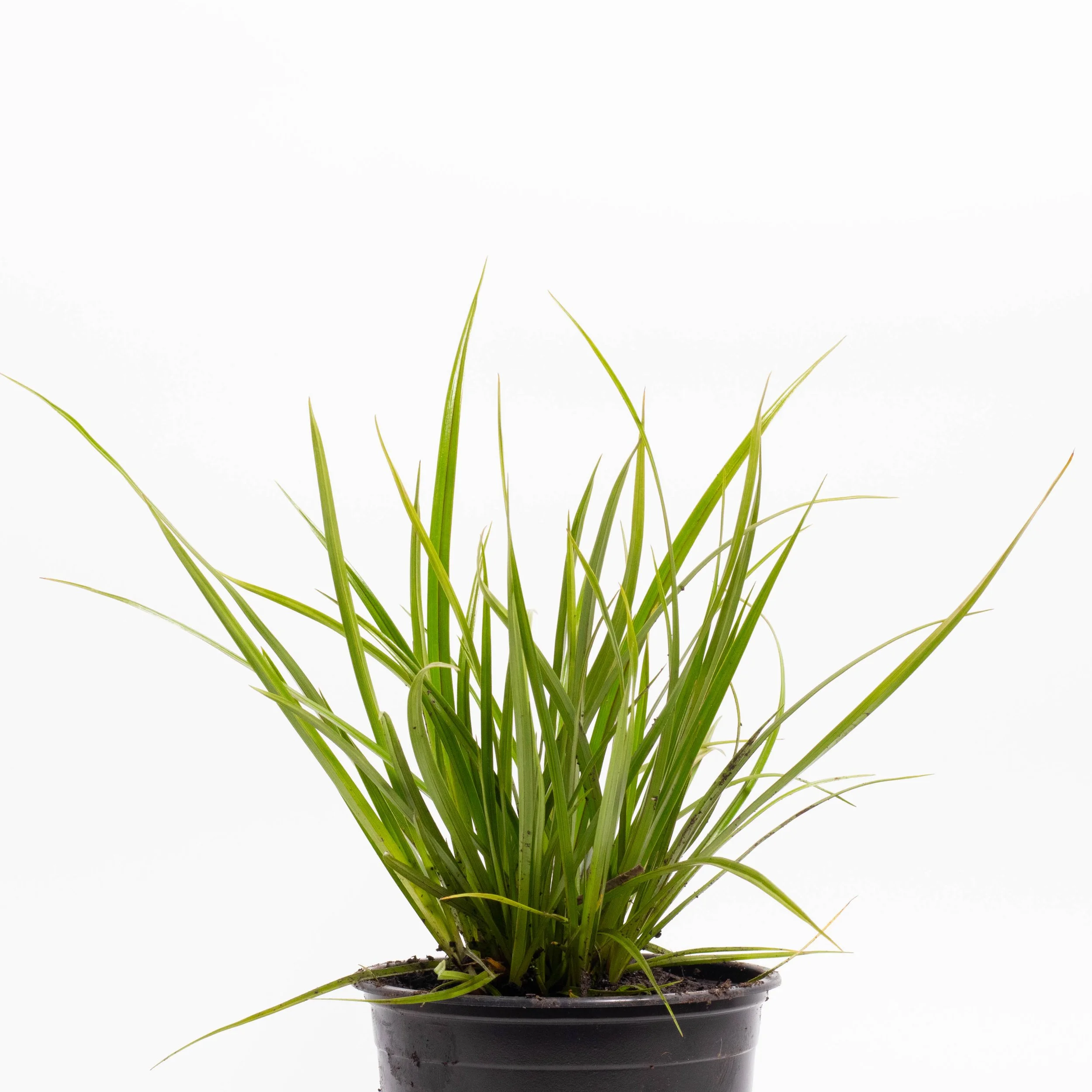 Cyperus ustulatus — Kauri Park