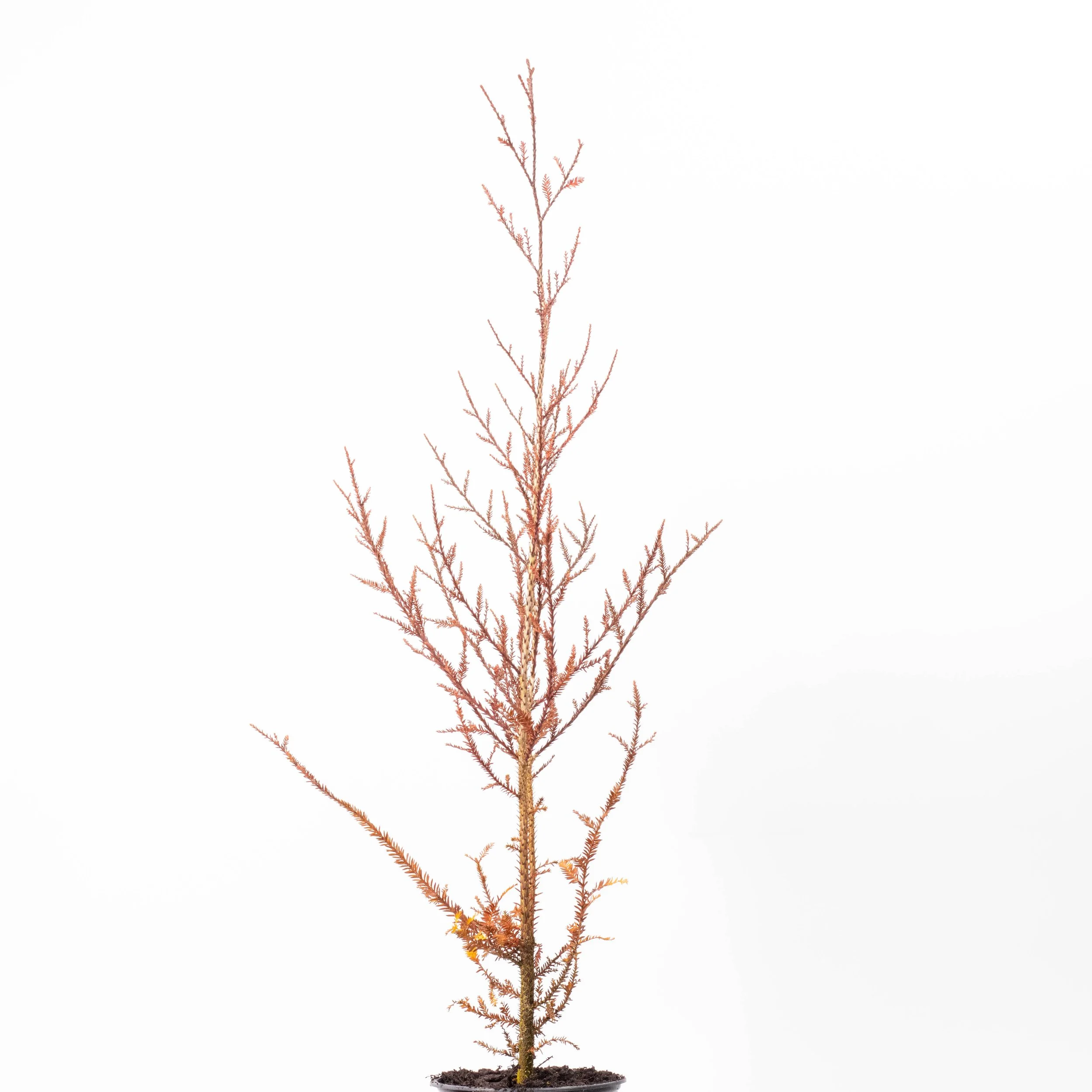 Dacrycarpus dacrydioides — Kauri Park