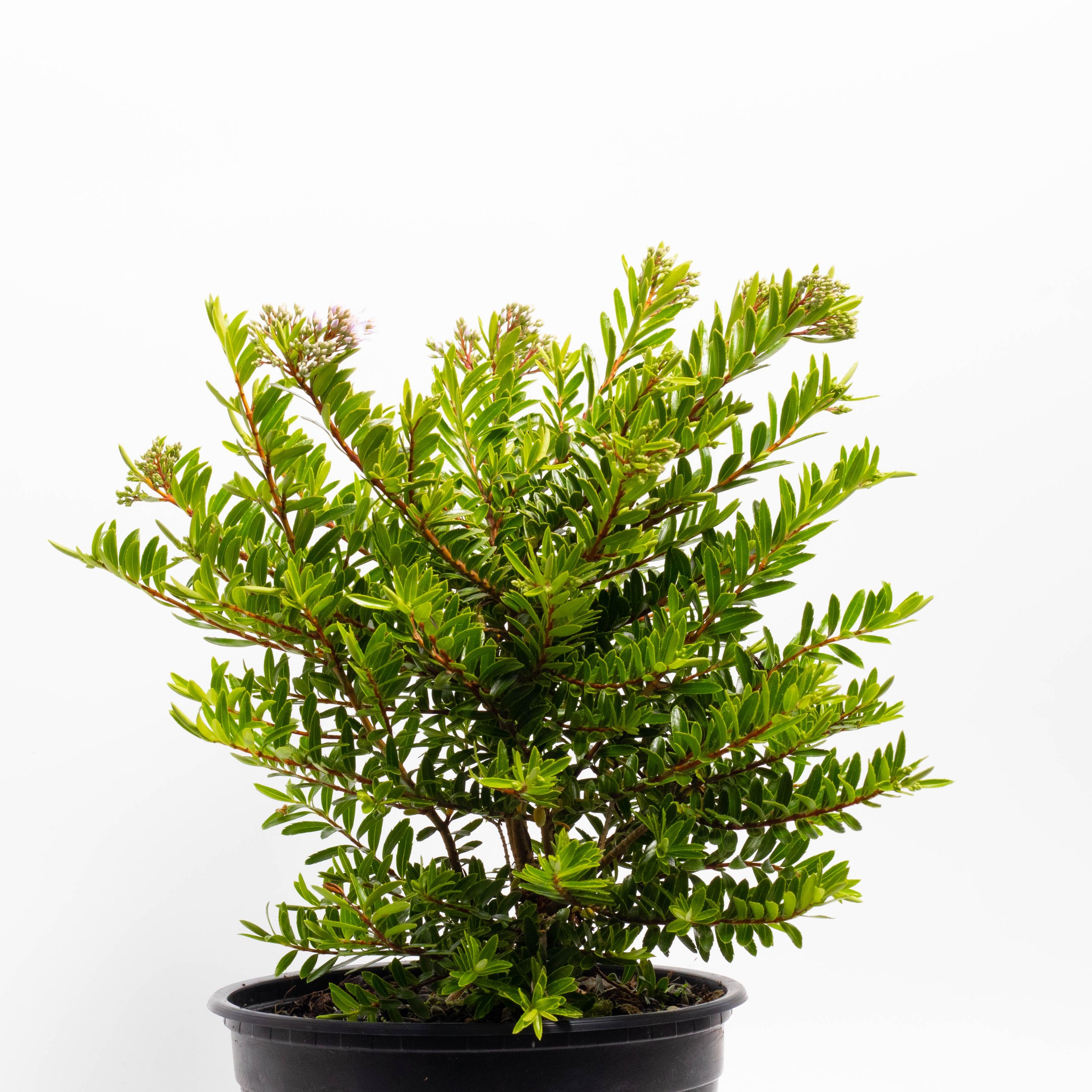 Astelia Red Devil — Kauri Park