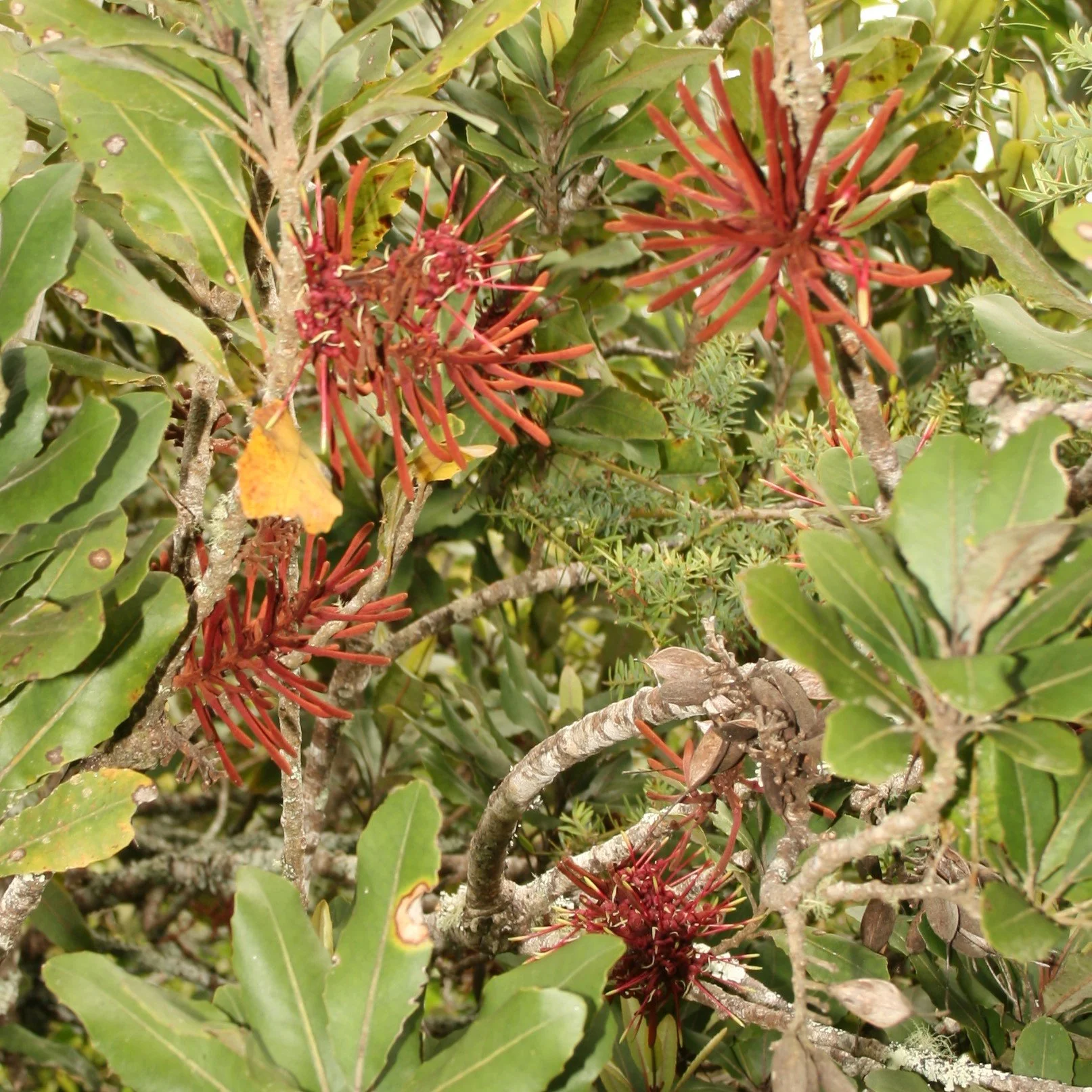 Knightia excelsa — Kauri Park