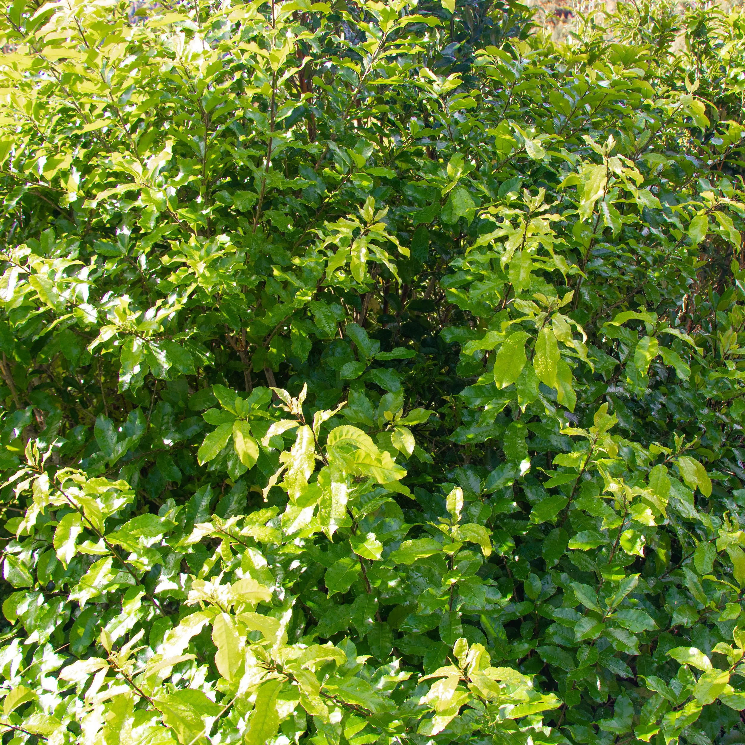 Melicytus ramiflorus — Kauri Park