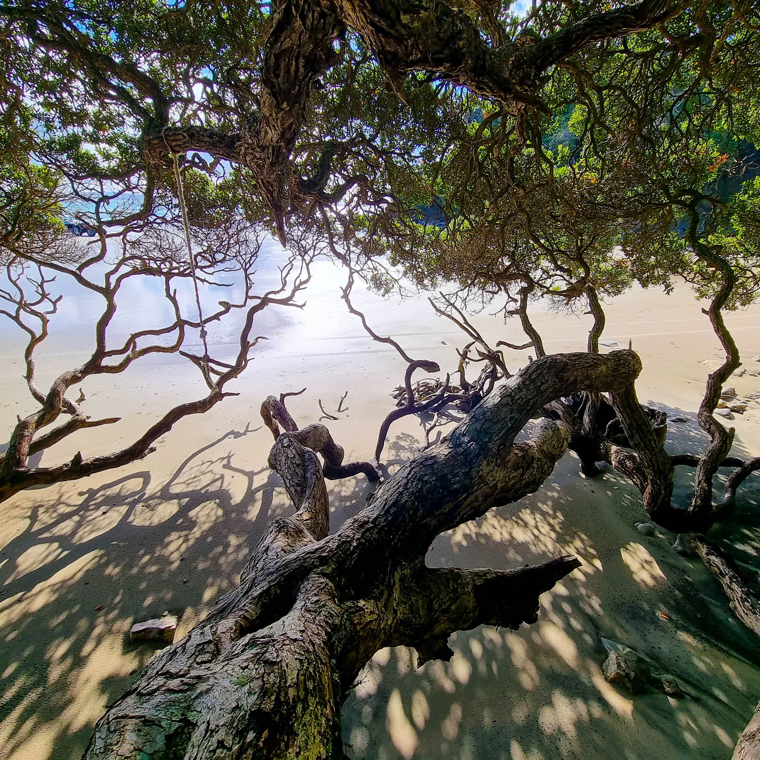 Metrosideros excelsa — Kauri Park