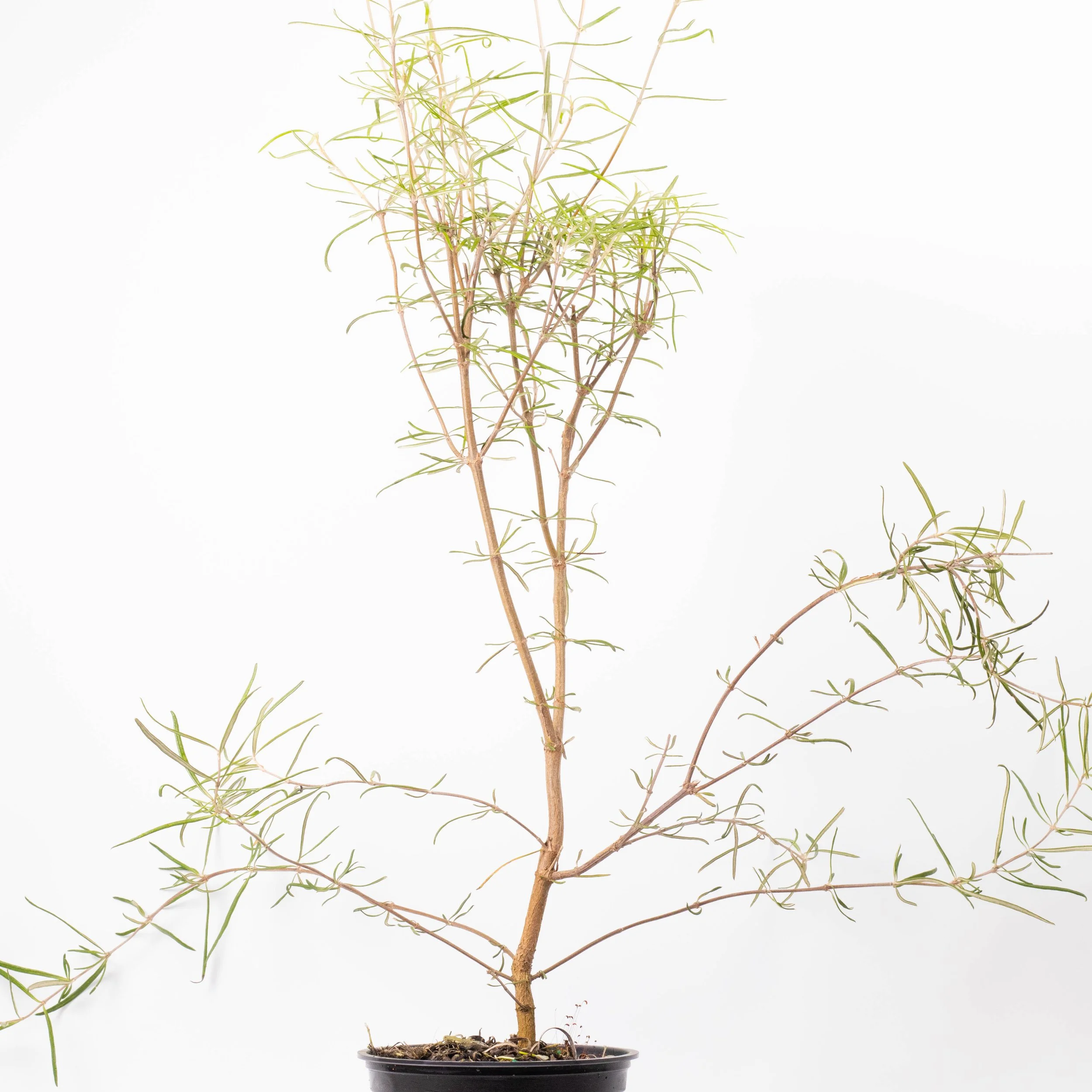 Olearia lineata dartonii — Kauri Park