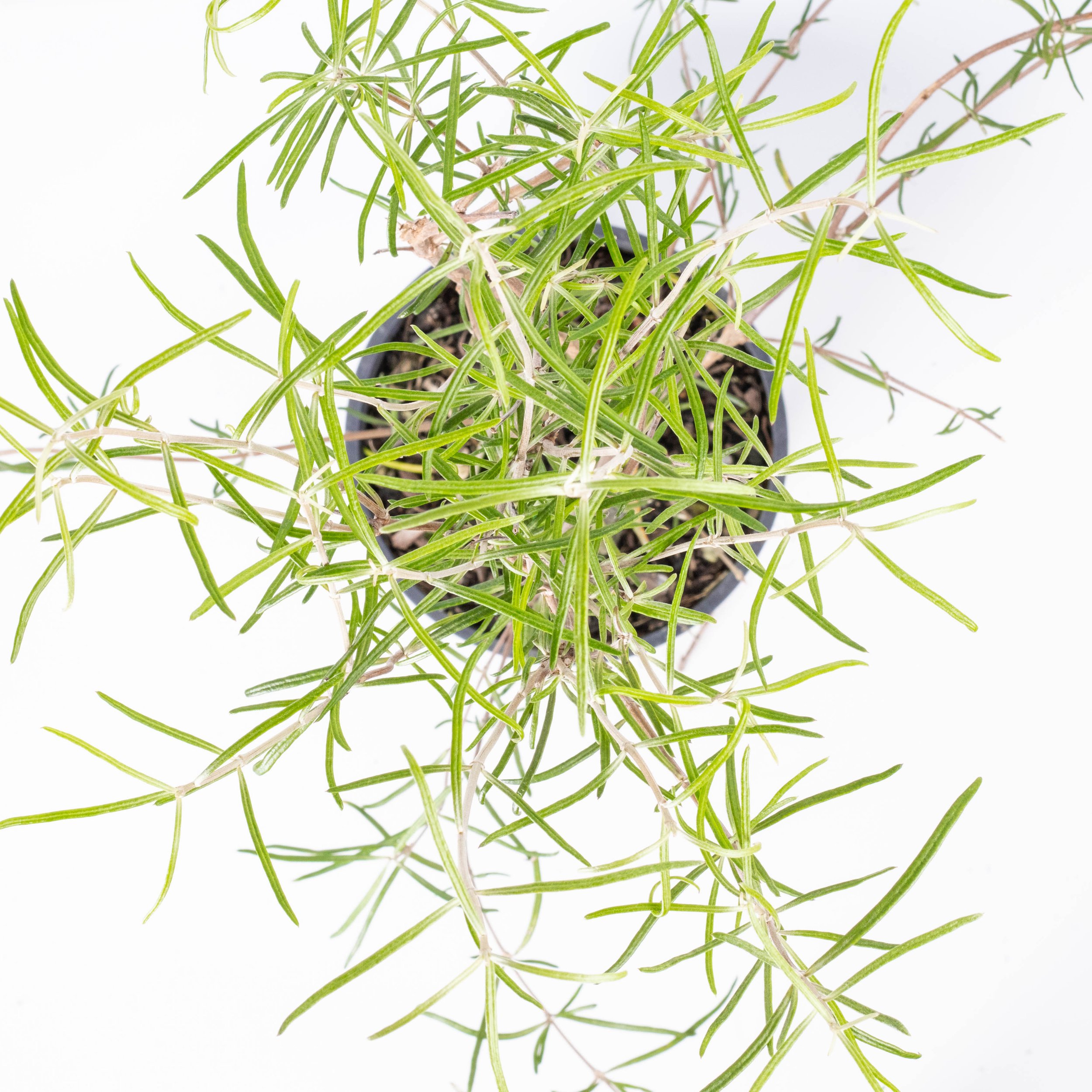 Olearia lineata dartonii — Kauri Park