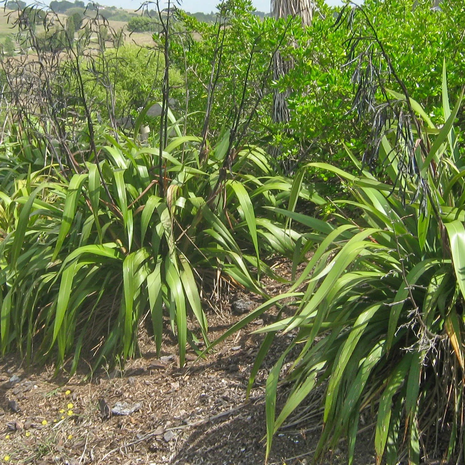 Phormium cookianum — Kauri Park