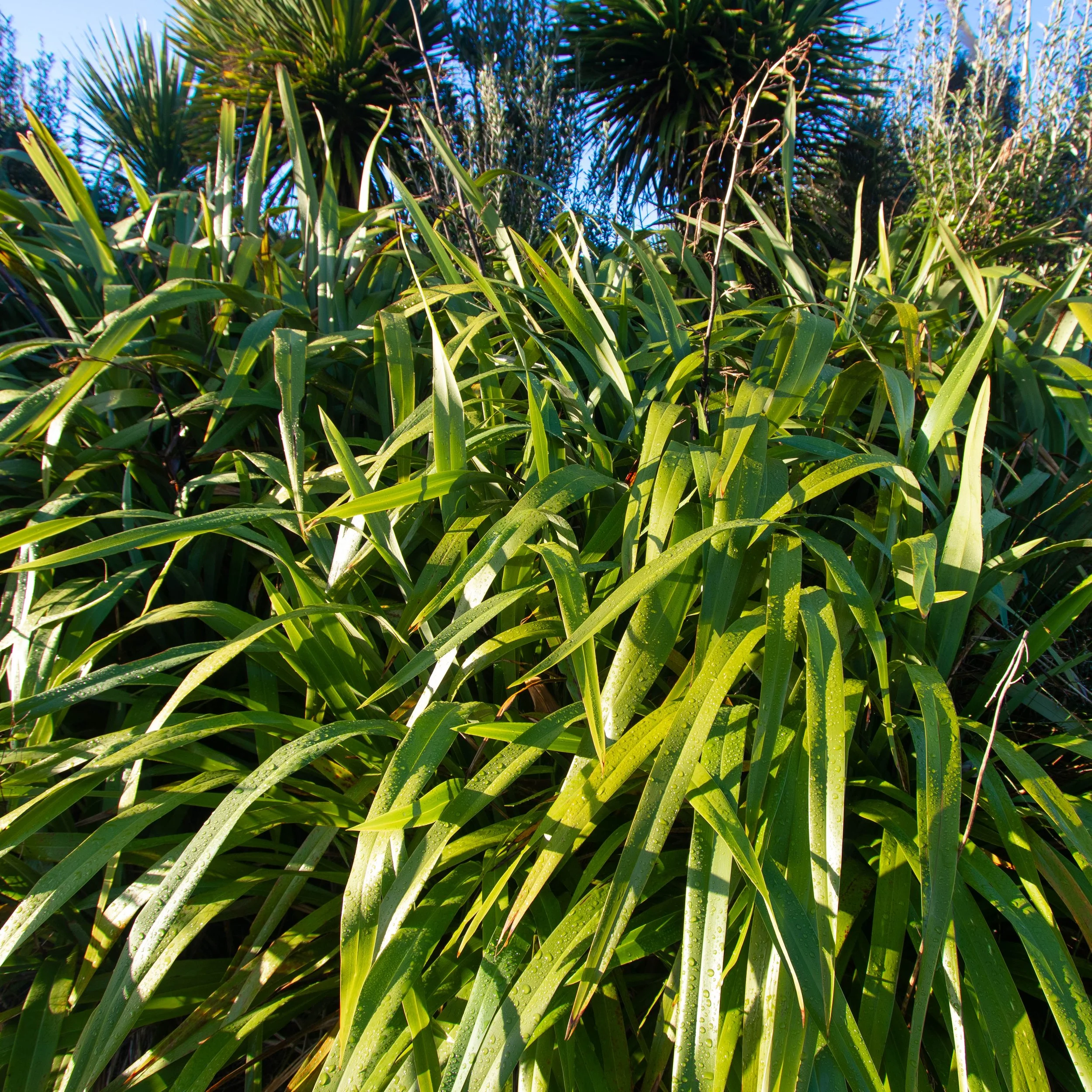 Phormium cookianum — Kauri Park