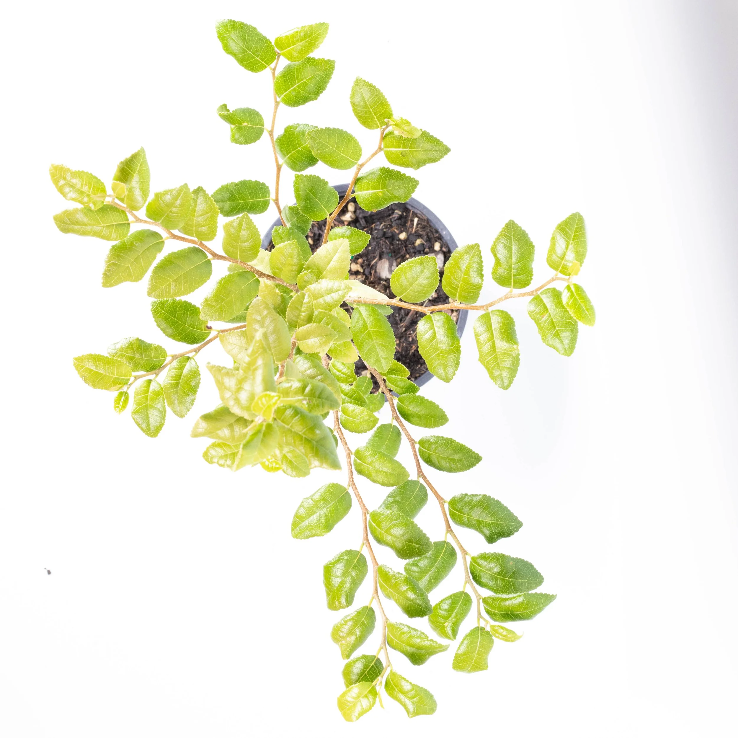 Coprosma macrocarpa — Kauri Park