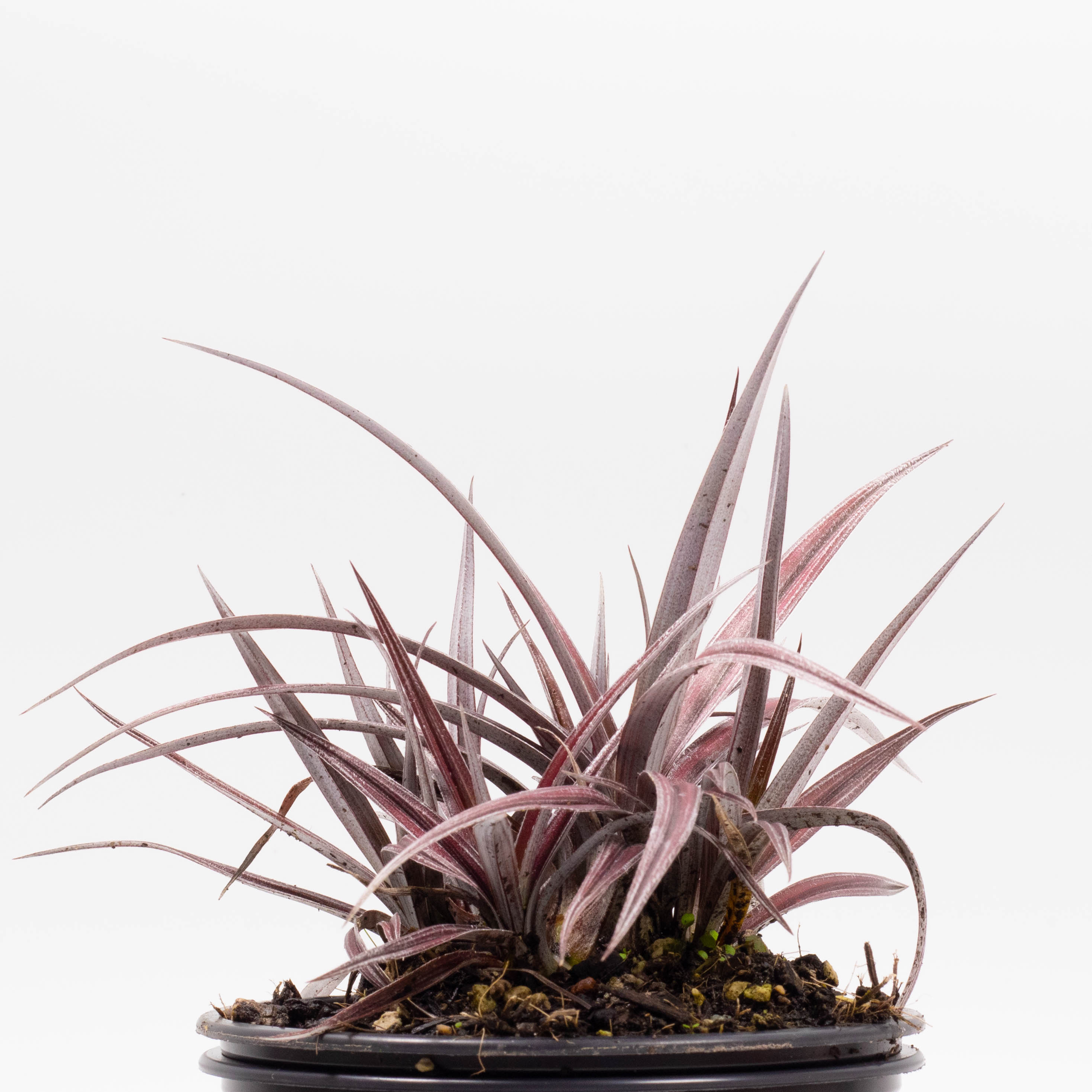 Astelia Red Devil — Kauri Park