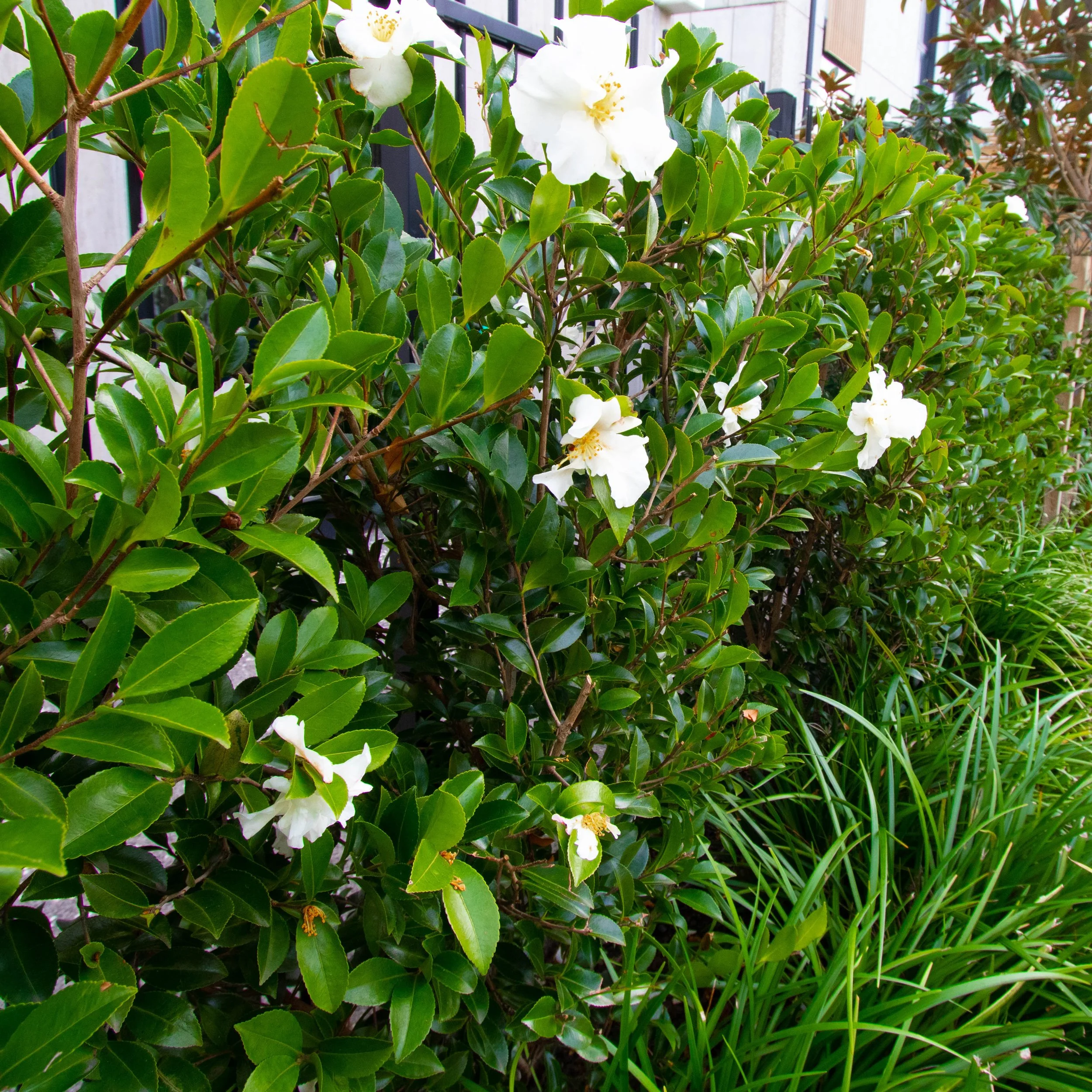 Camelia Setsugeka — Kauri Park