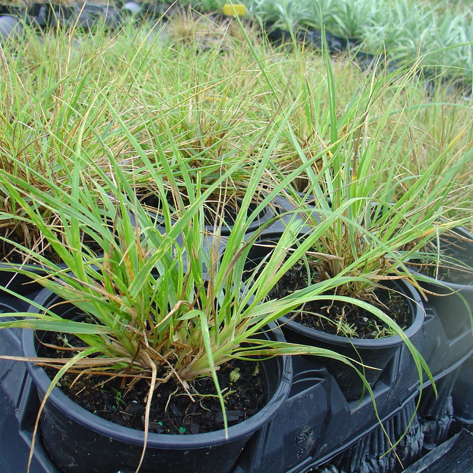 Chionochloa flavicans — Kauri Park