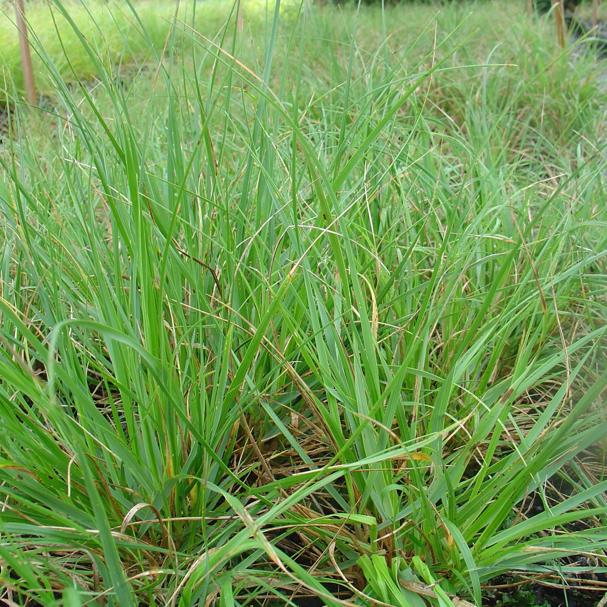 Chionochloa flavicans — Kauri Park