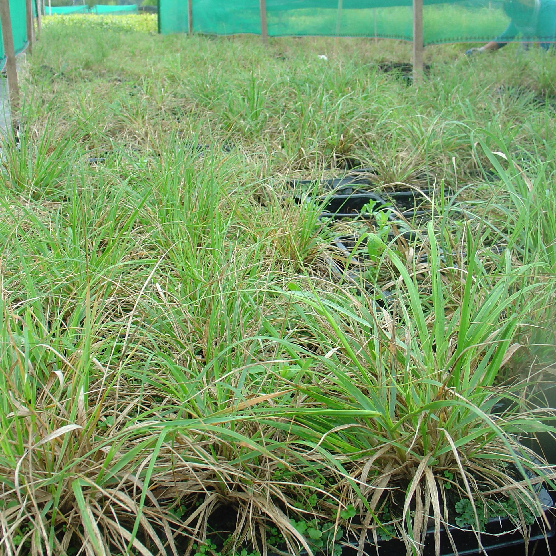 Chionochloa flavicans — Kauri Park
