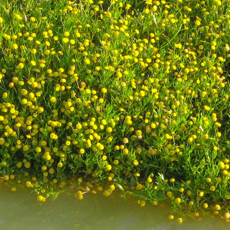 Cotula coronipifolia — Kauri Park