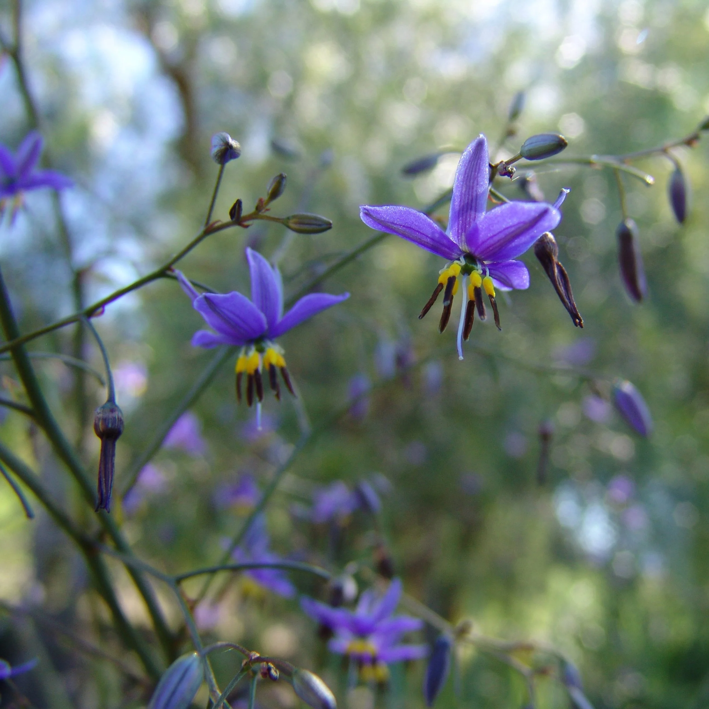 Dianella Revelation — Kauri Park