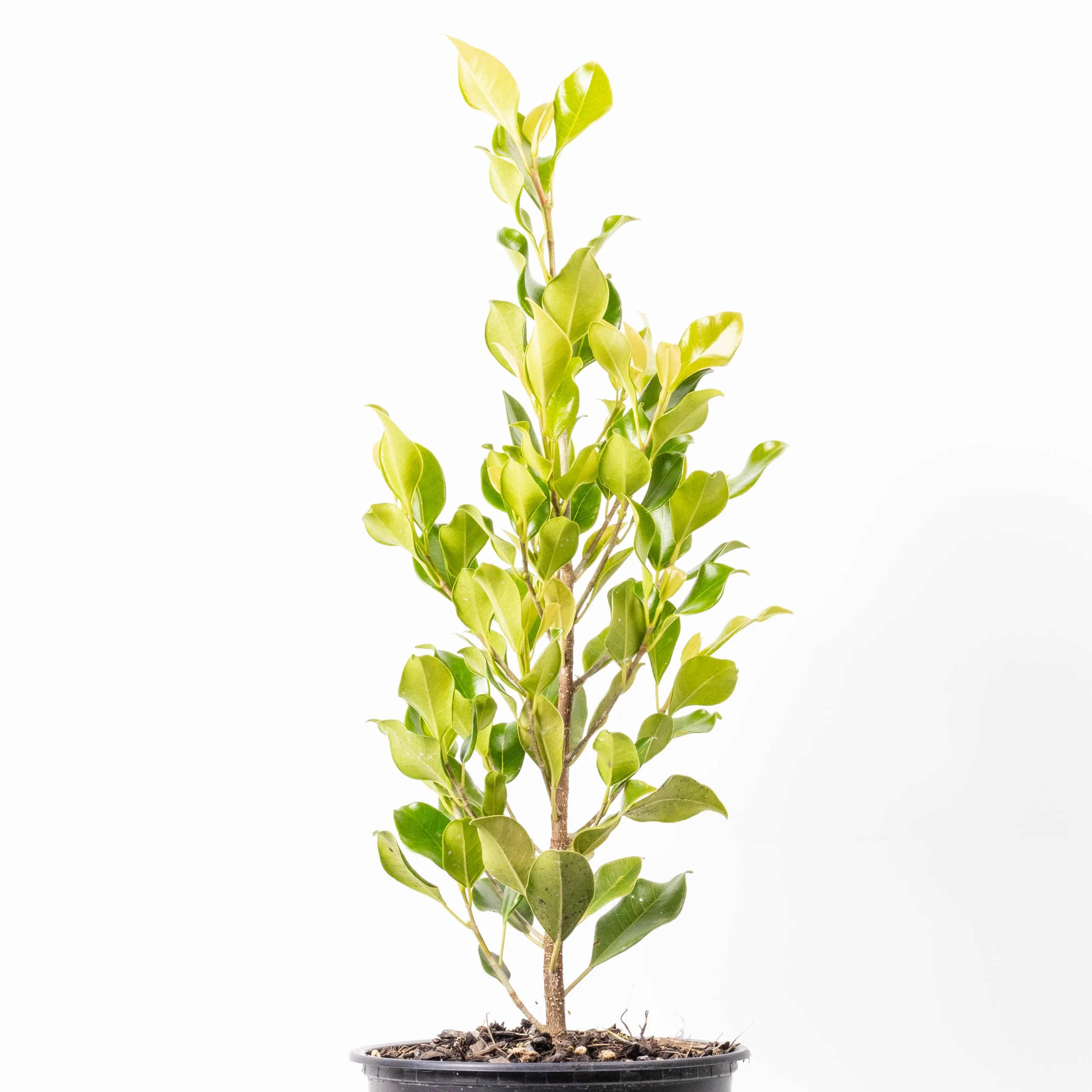 Ficus tuffi — Kauri Park