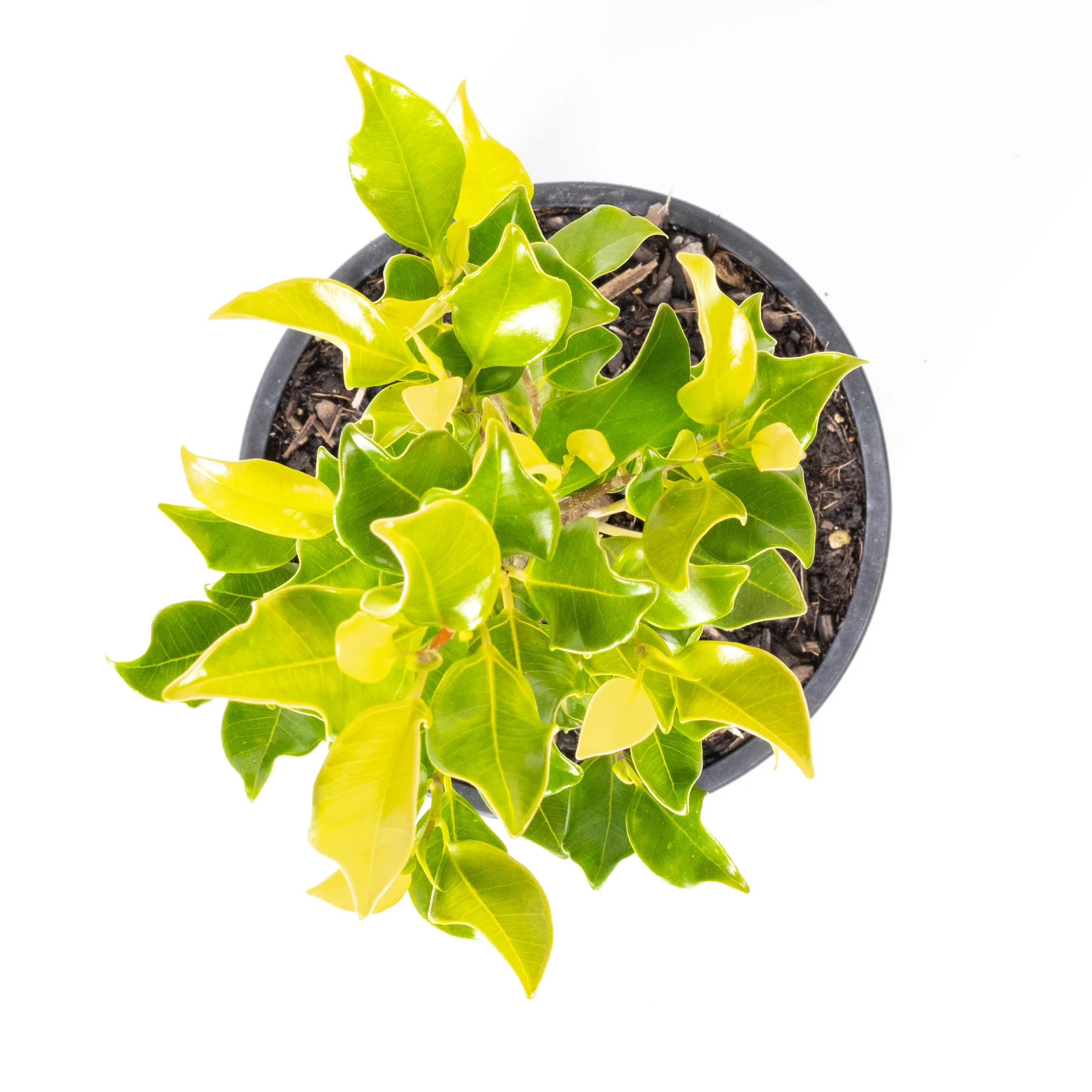 Ficus tuffi — Kauri Park