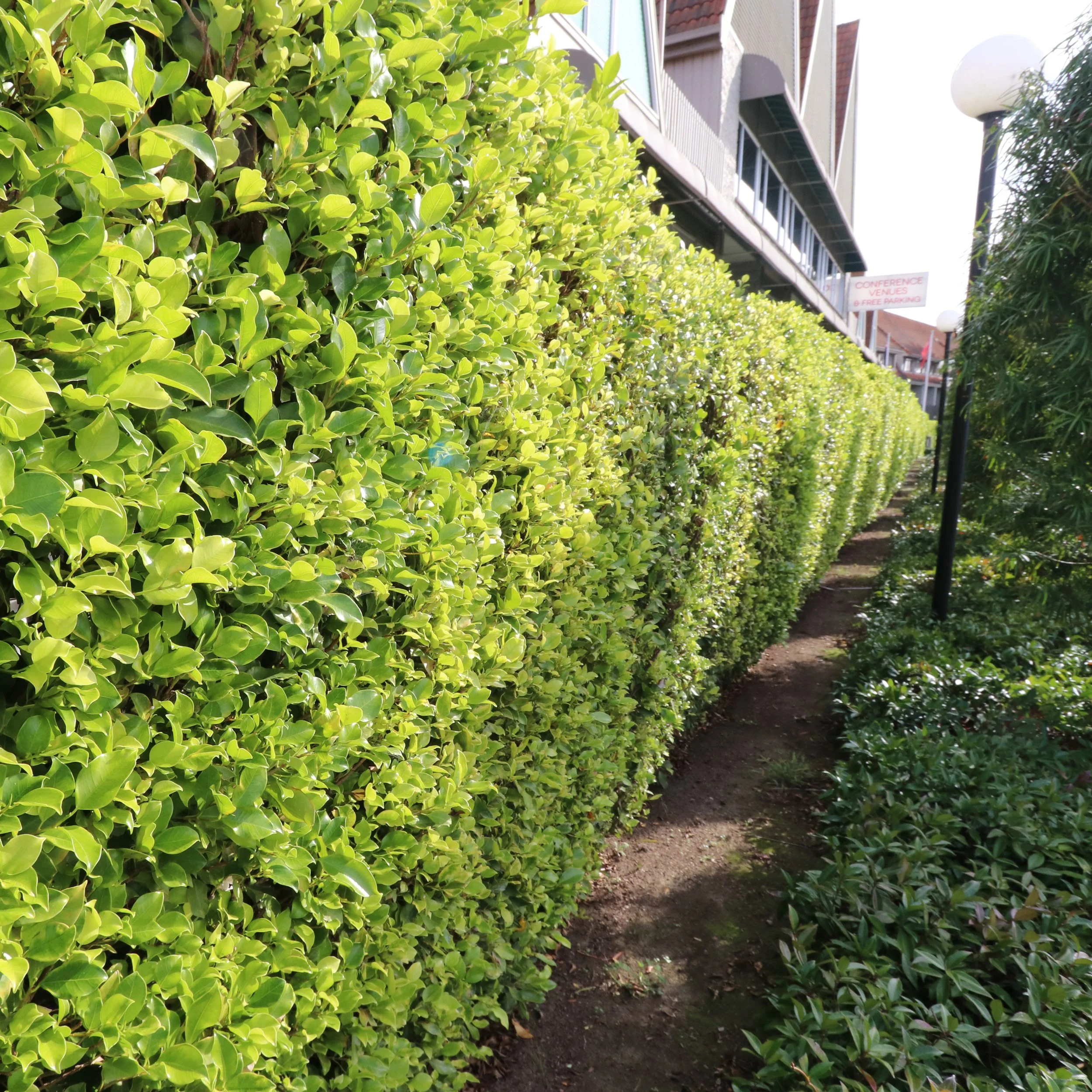 Ficus tuffi — Kauri Park