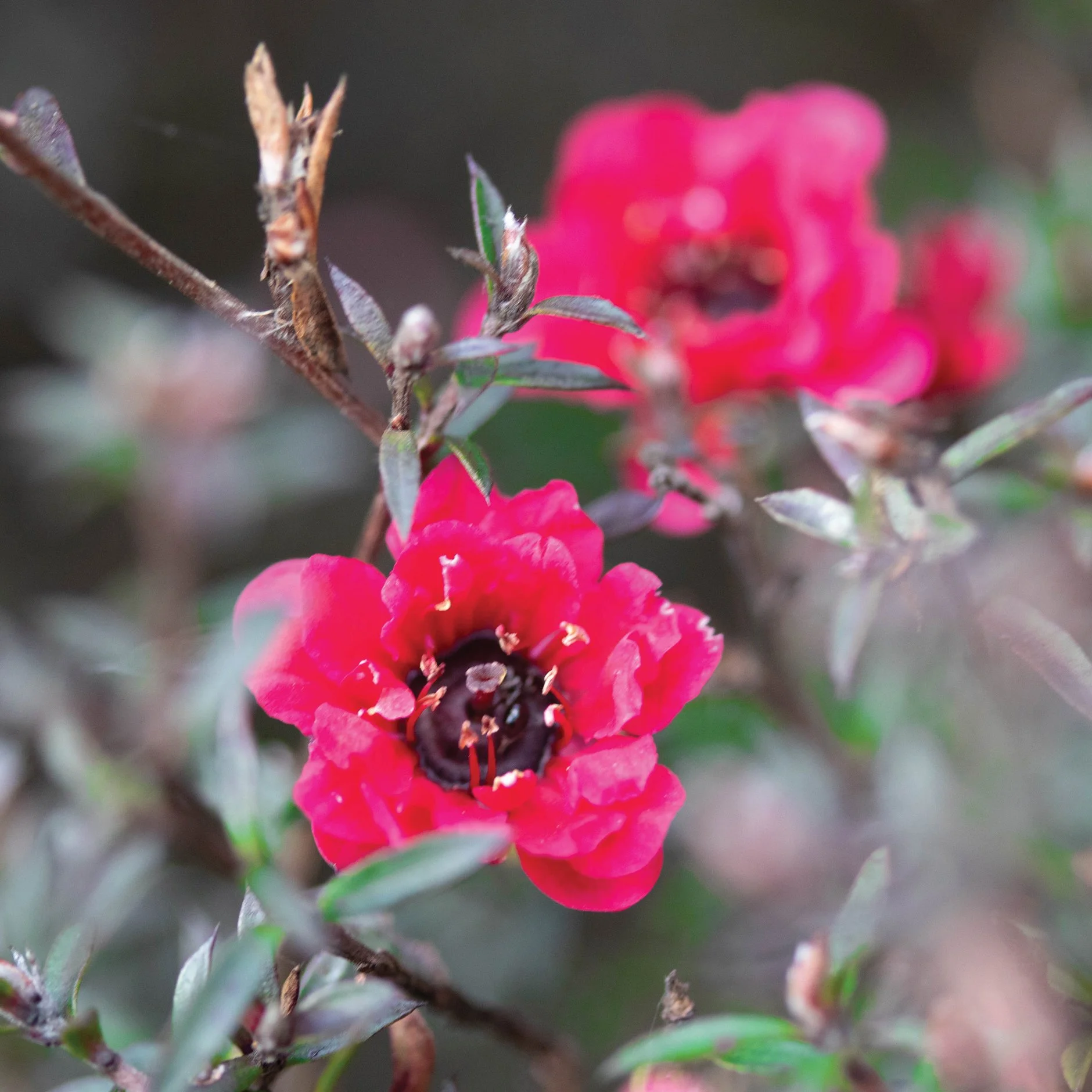 Leptospermum burgundy Queen — Kauri Park