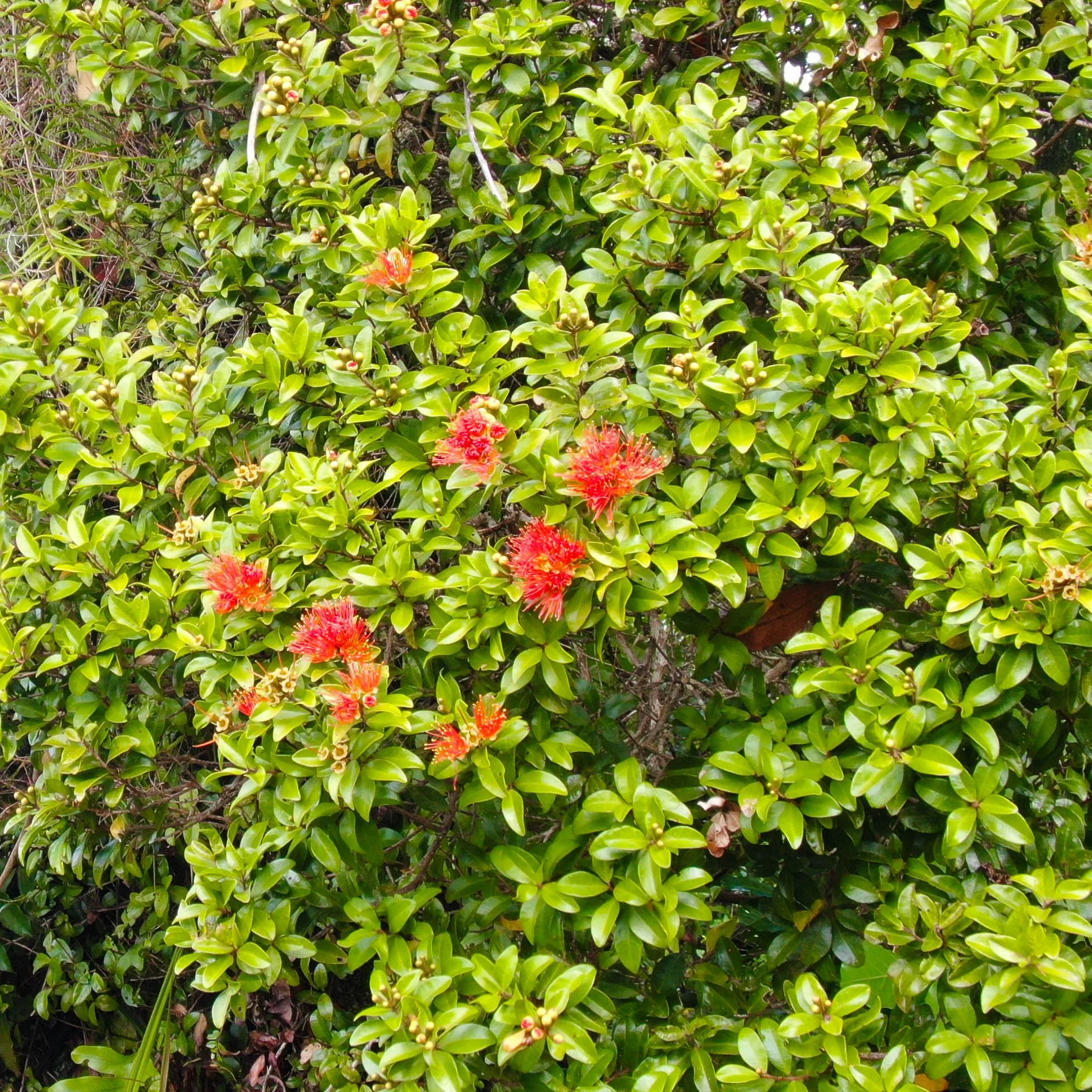 Metrosideros robusta — Kauri Park