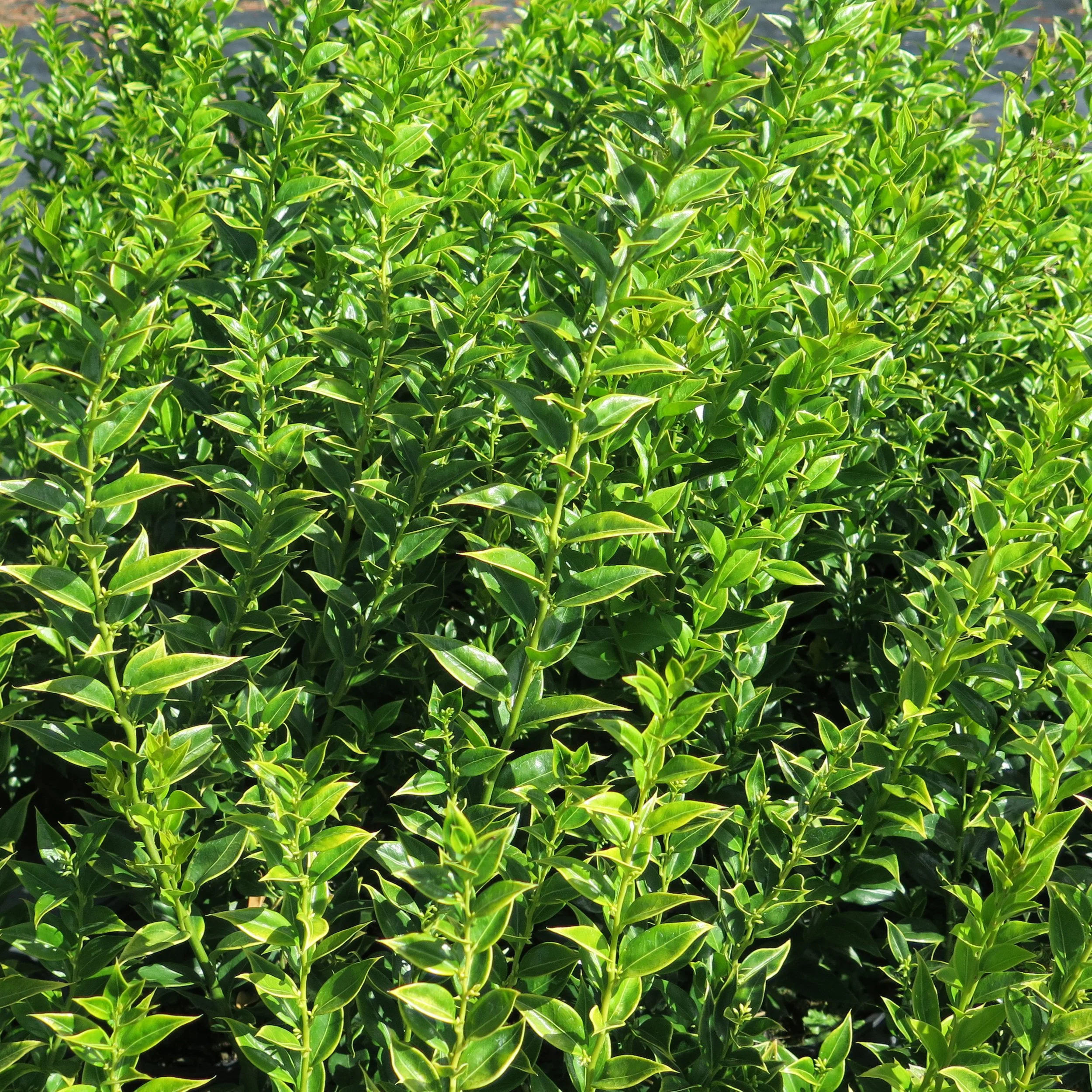 Sarcococca ruscifolia — Kauri Park