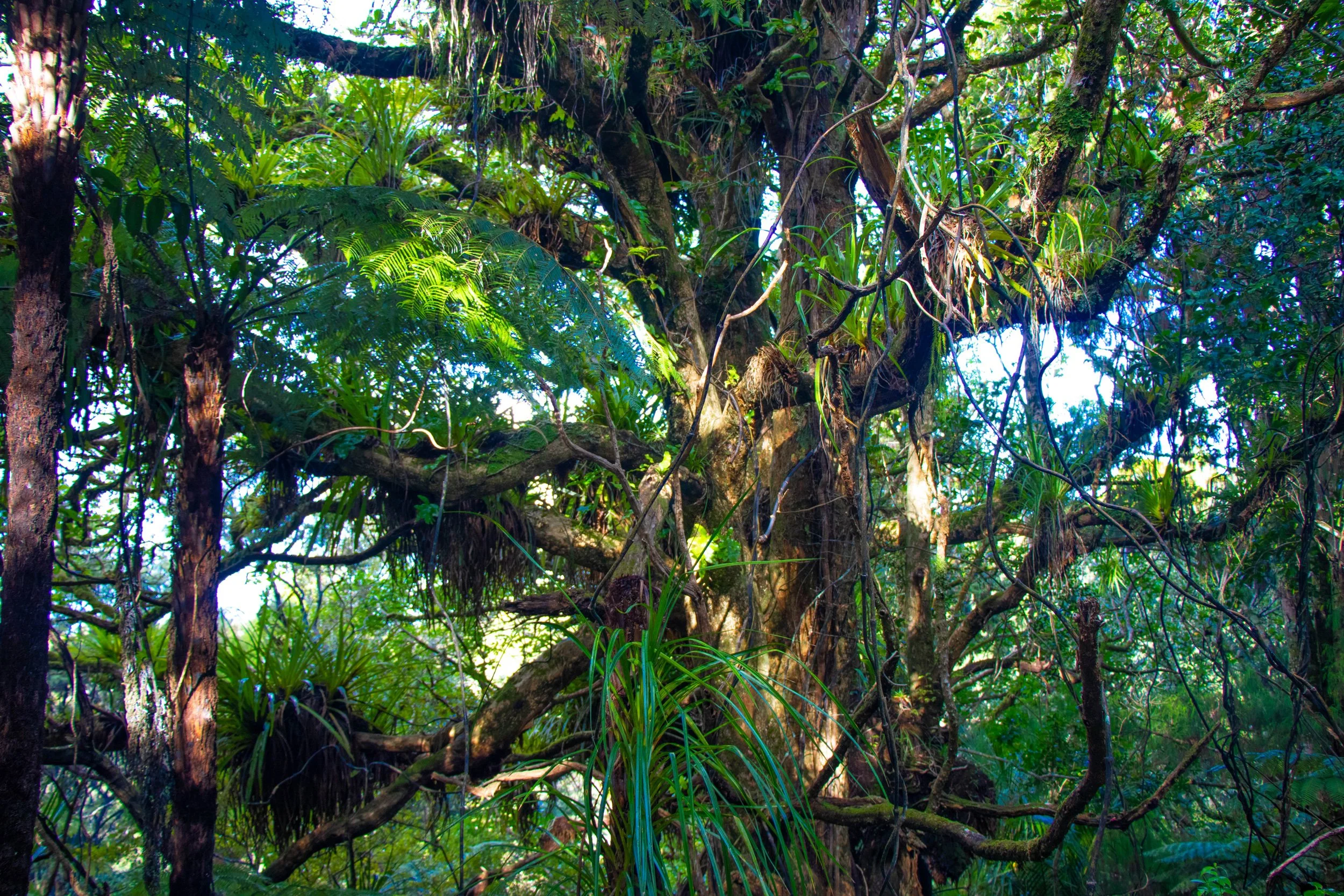 Kauri Park — Regenerating forest ecosystems