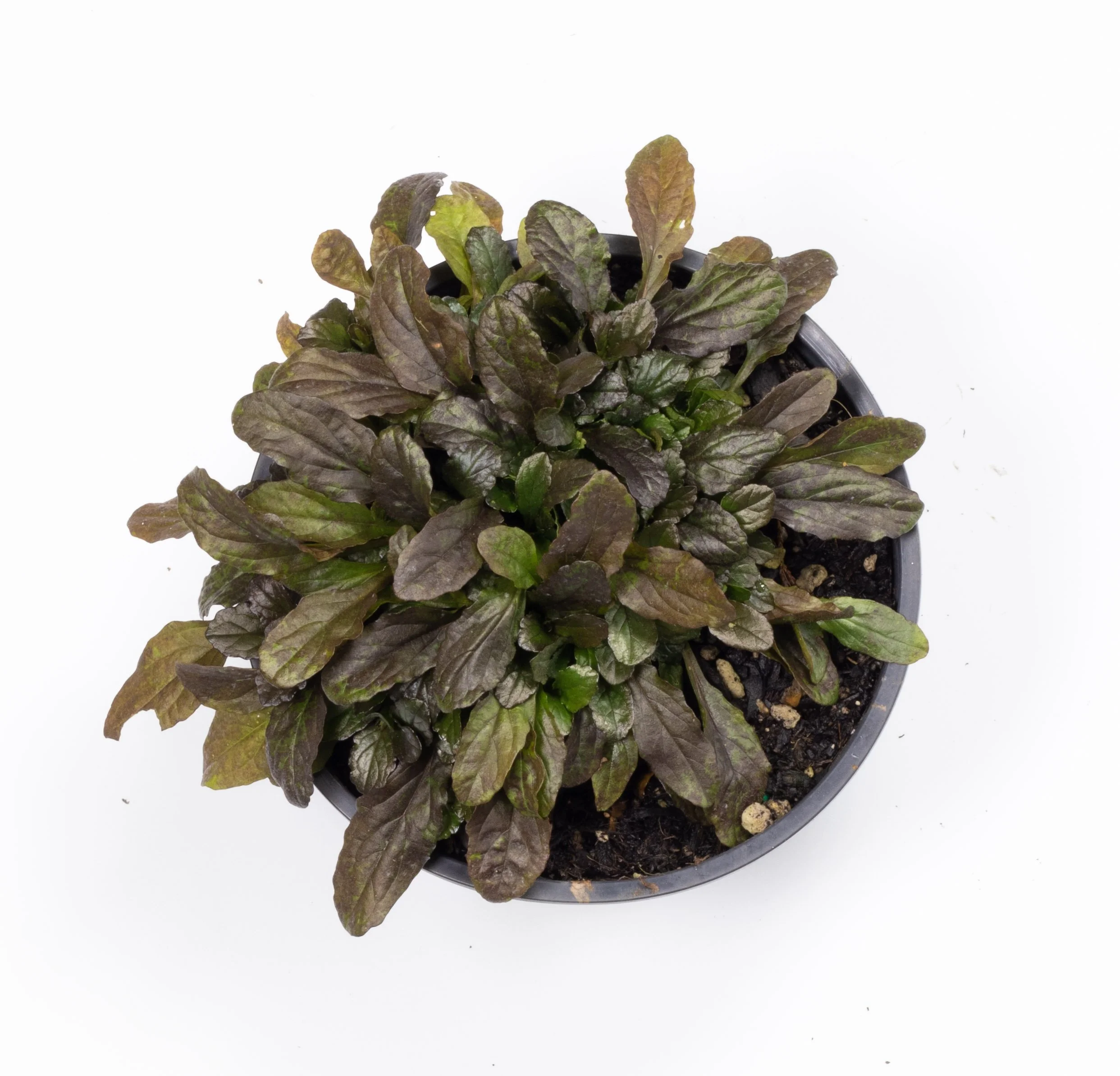 Ajuga Jungle Beauty — Kauri Park