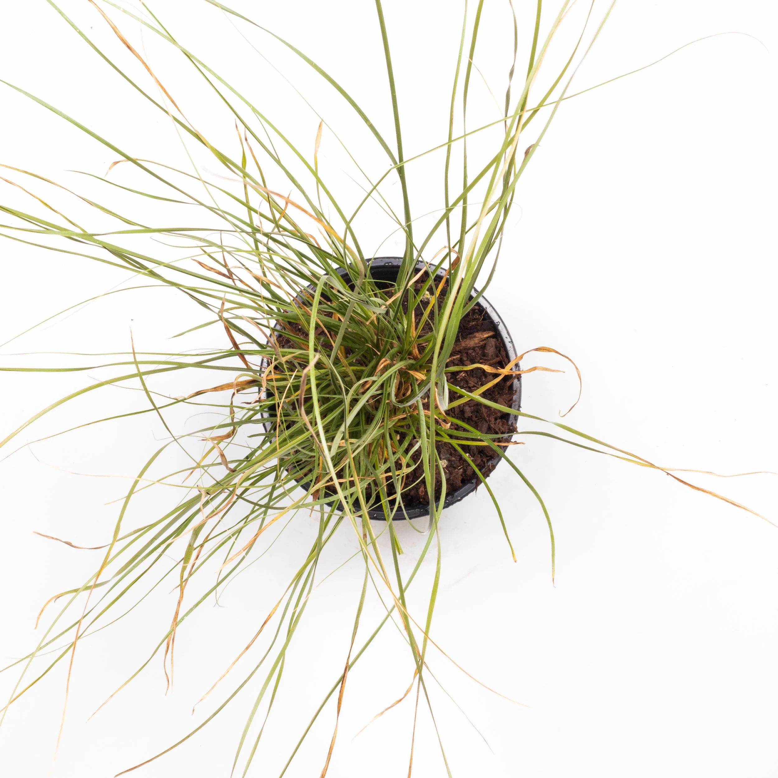 Carex virgata — Kauri Park