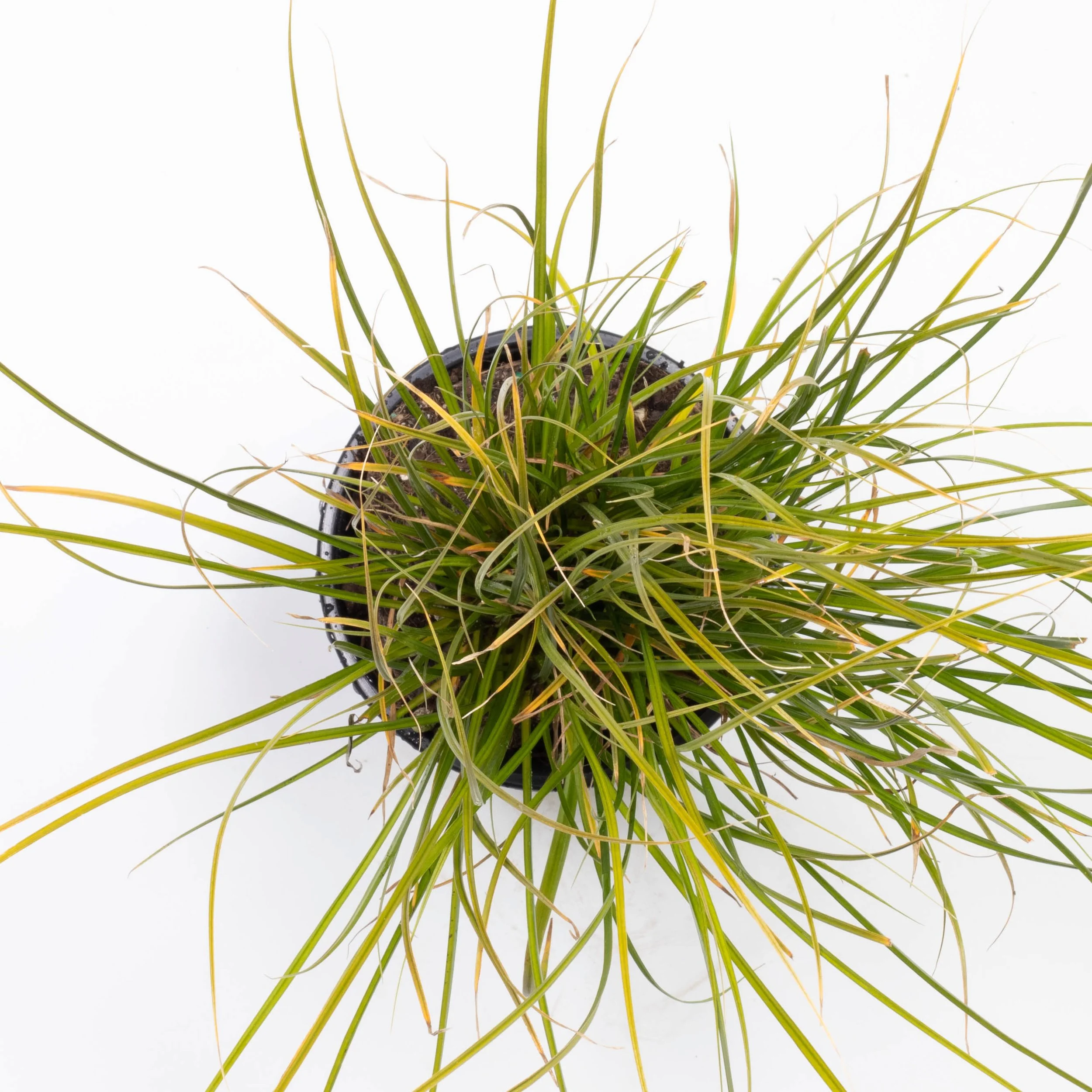 Carex solandri — Kauri Park