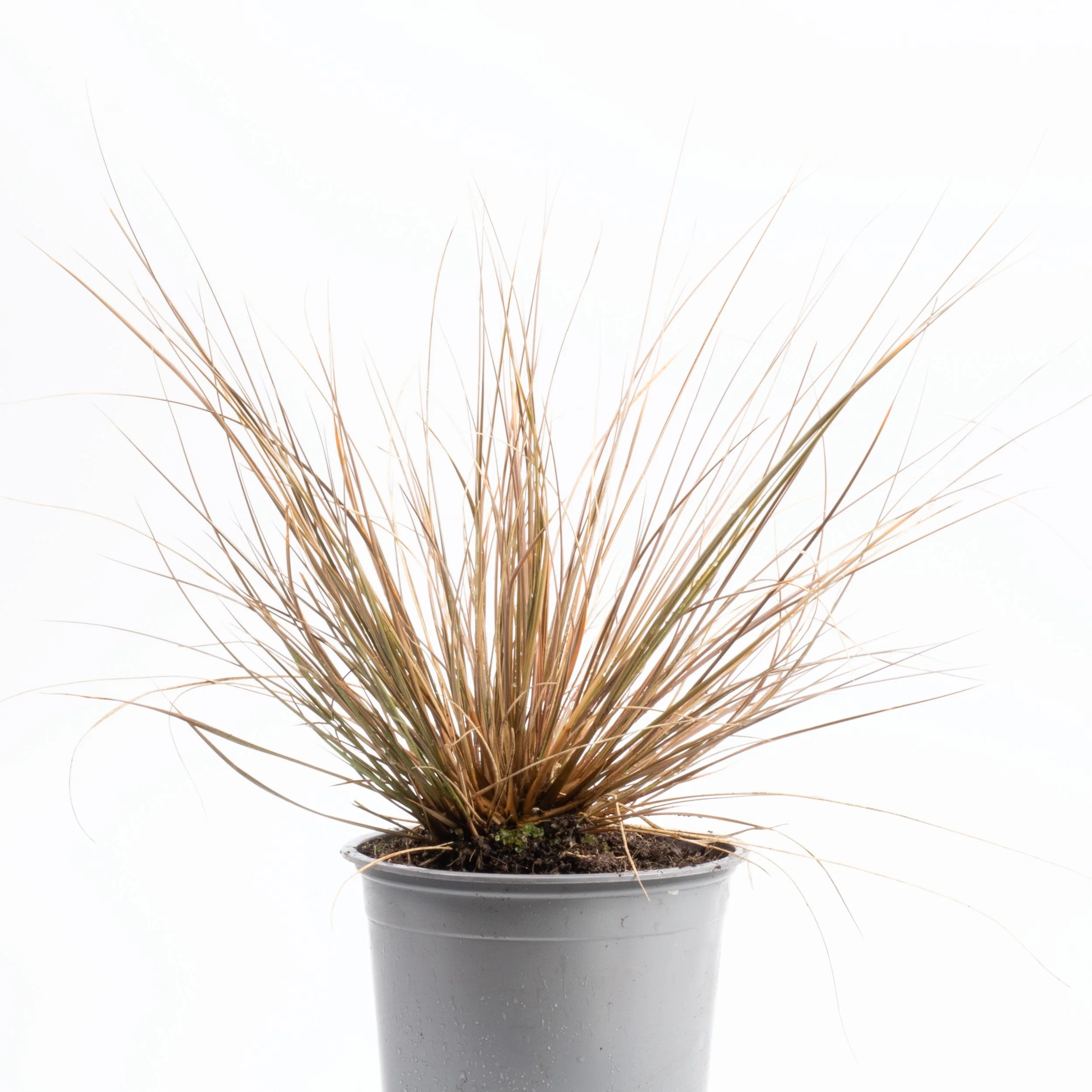 Chionochloa rubra — Kauri Park