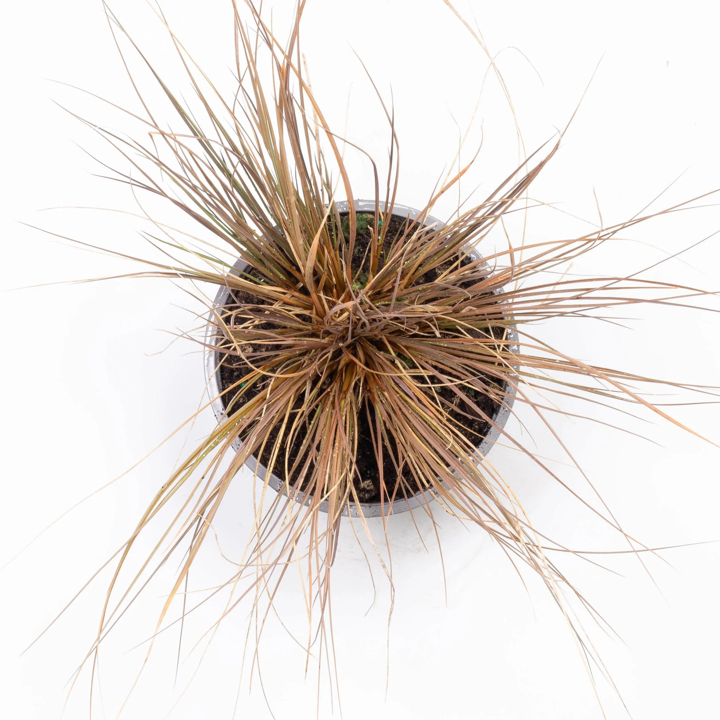 Chionochloa rubra — Kauri Park