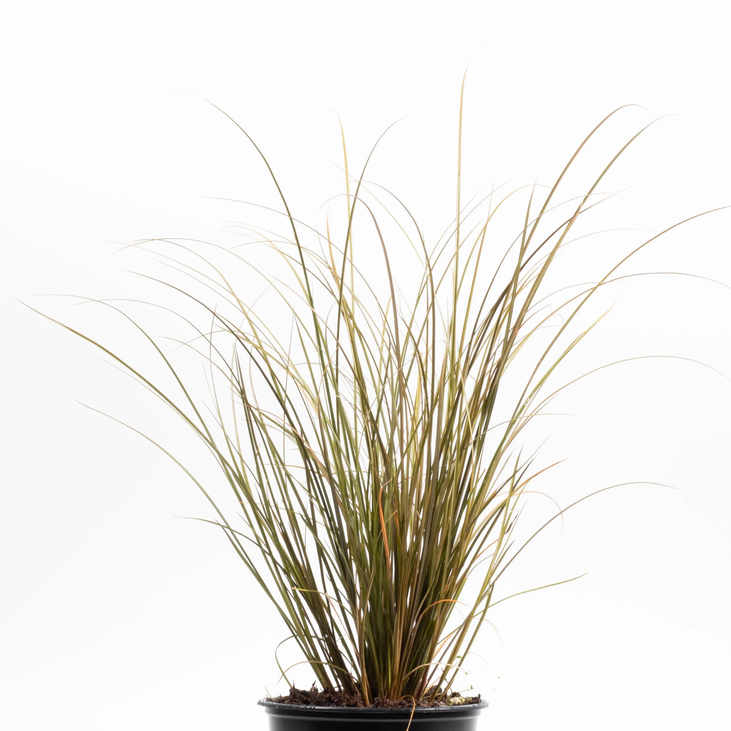 Wetland Shallow — Kauri Park — Plant Library