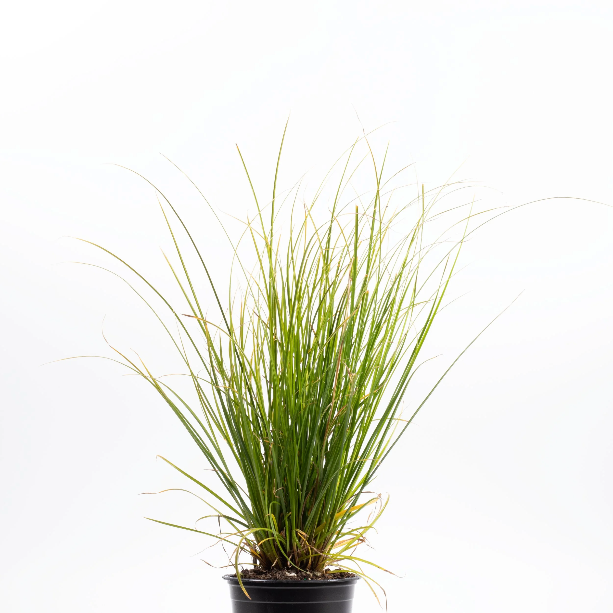 Carex solandri — Kauri Park