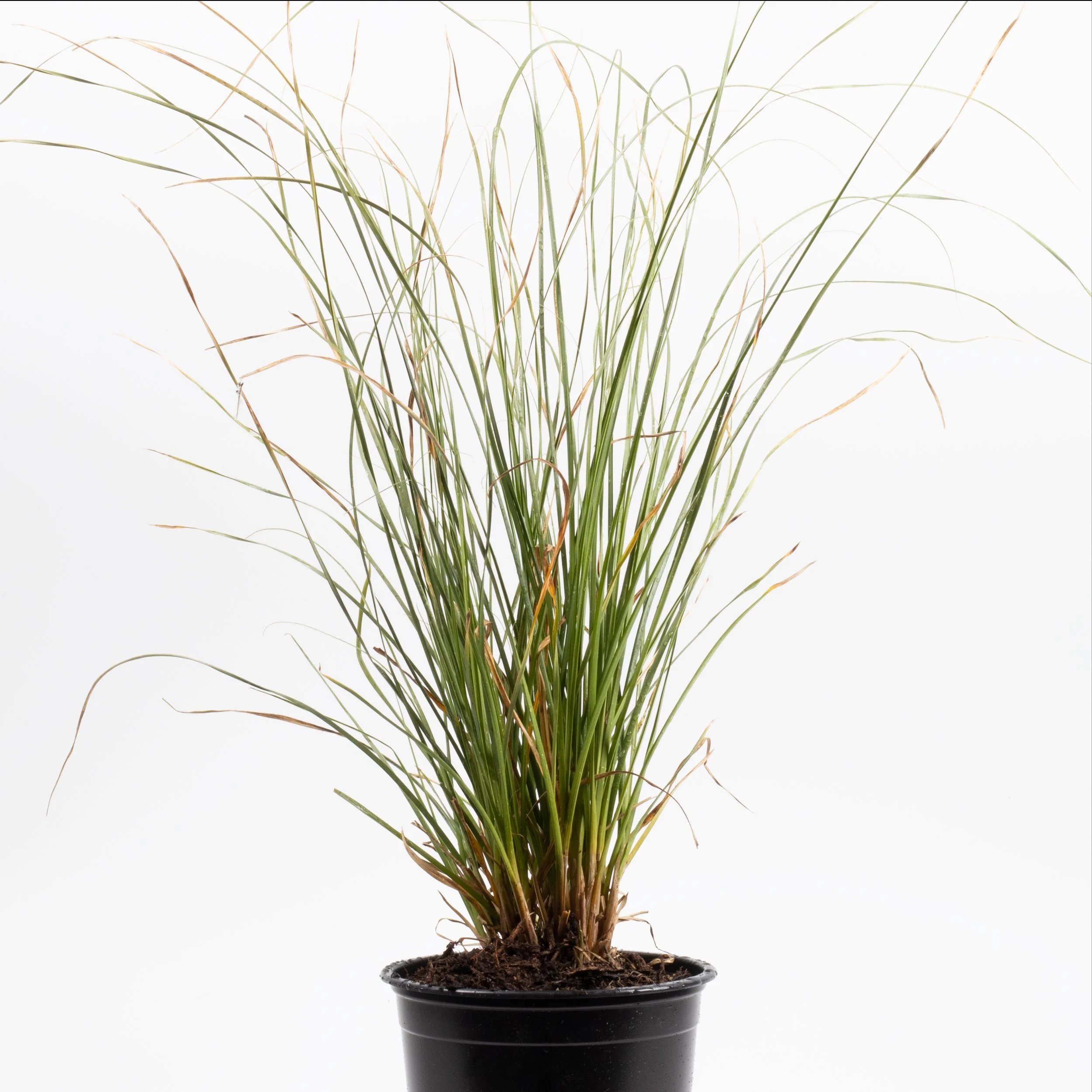 Carex virgata — Kauri Park