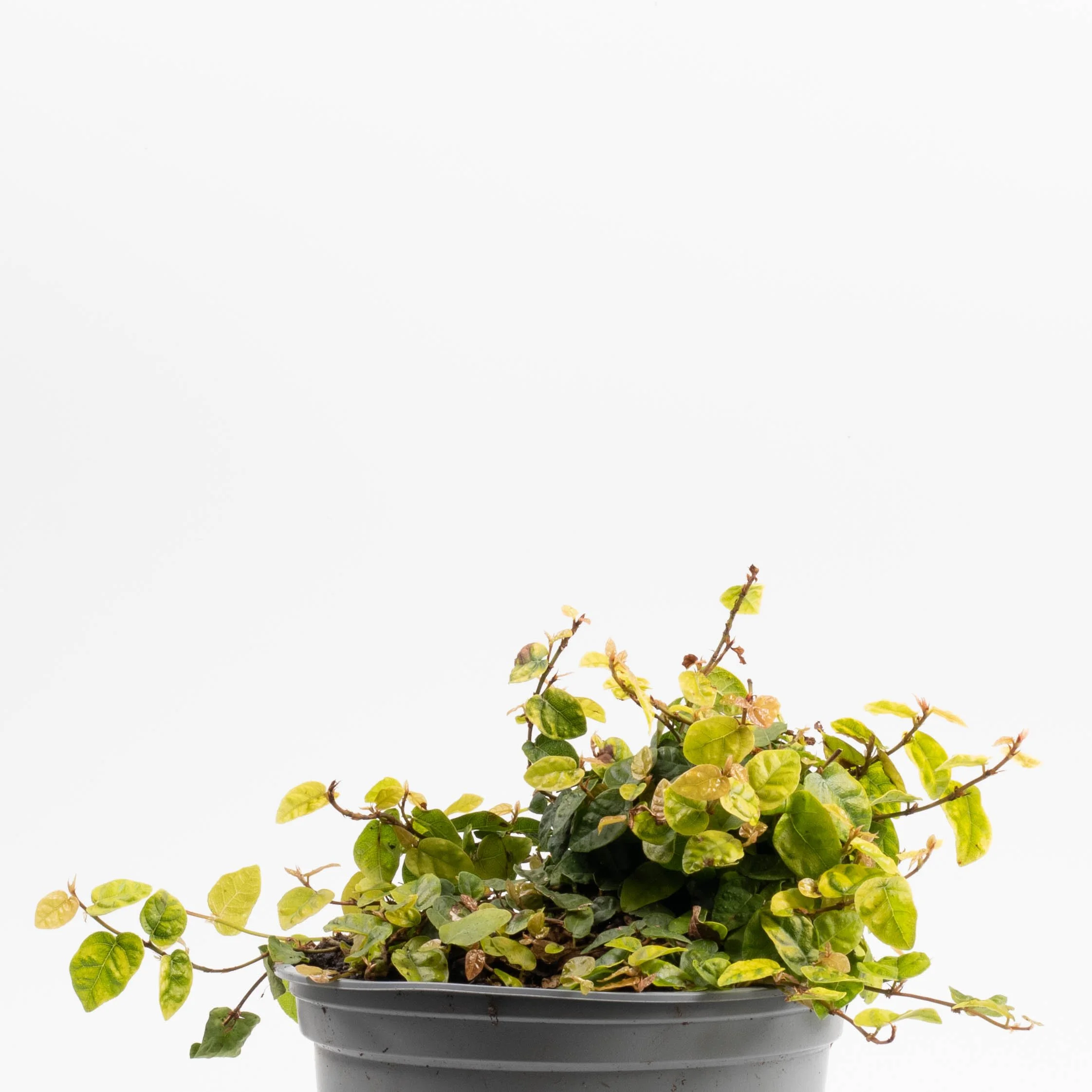 Ficus pumila — Kauri Park