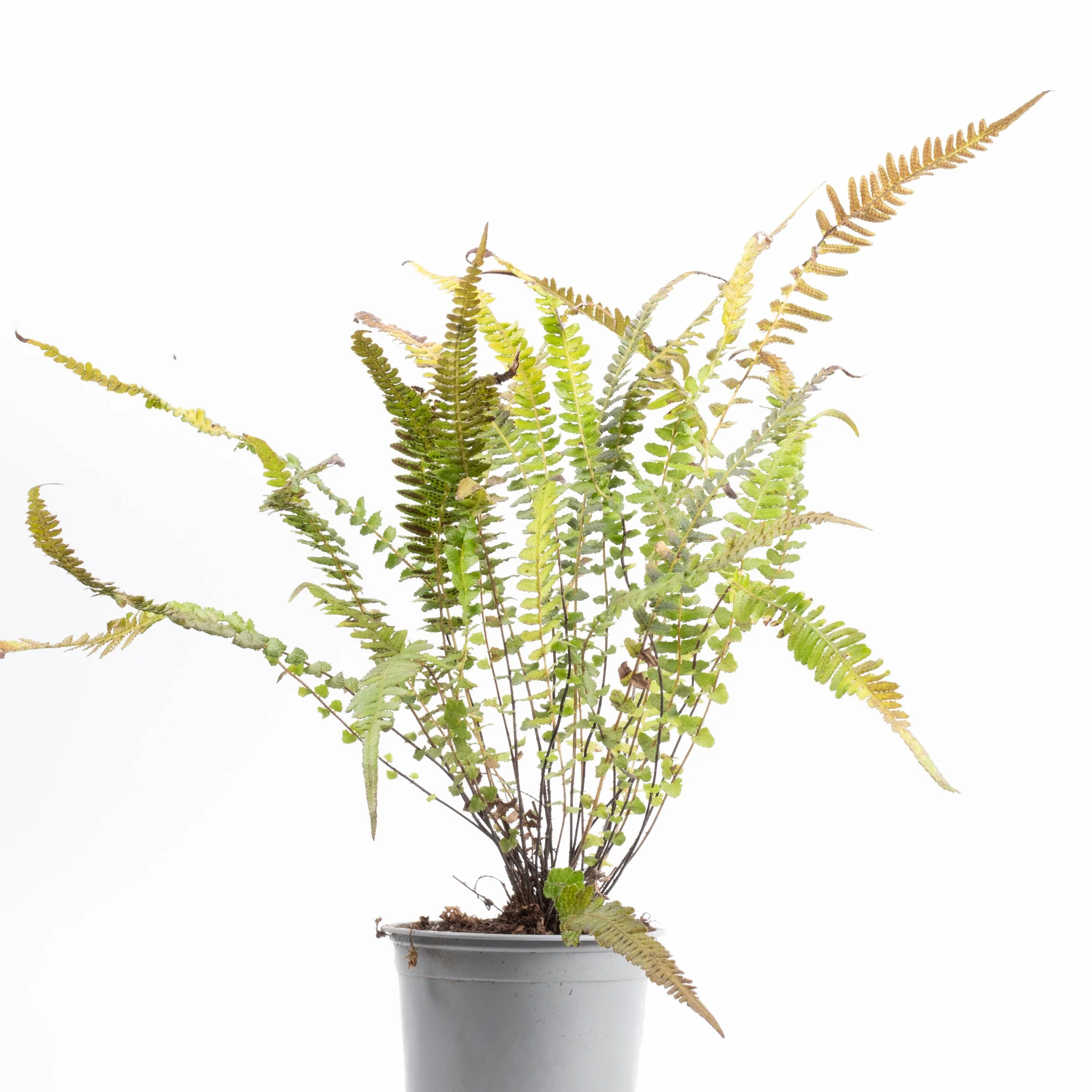 Doodia australis — Kauri Park