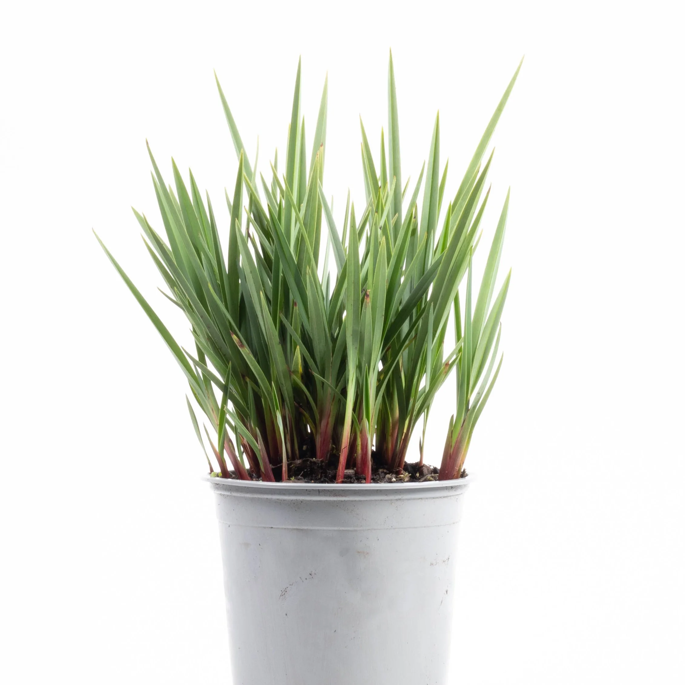 Dianella Revelation — Kauri Park