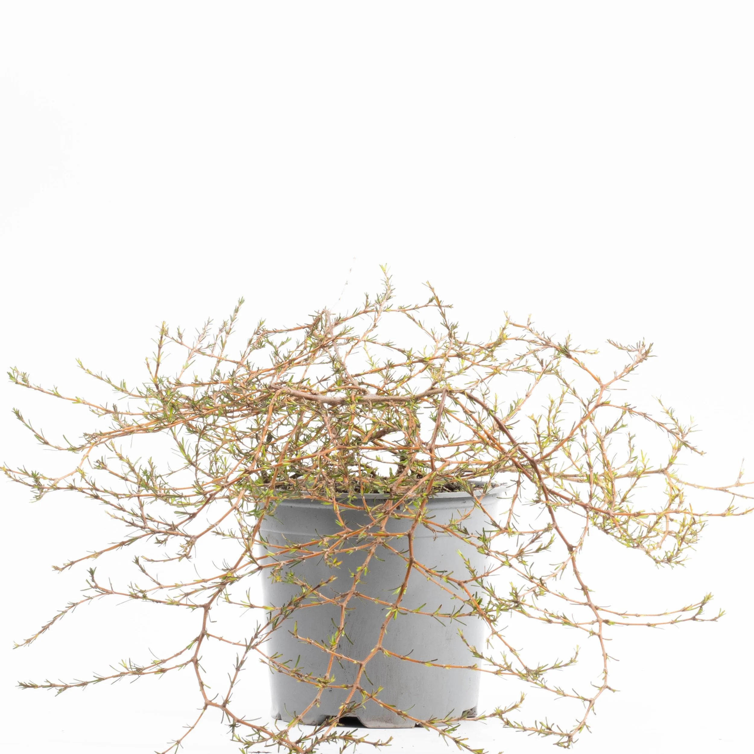 Coprosma acerosa — Kauri Park