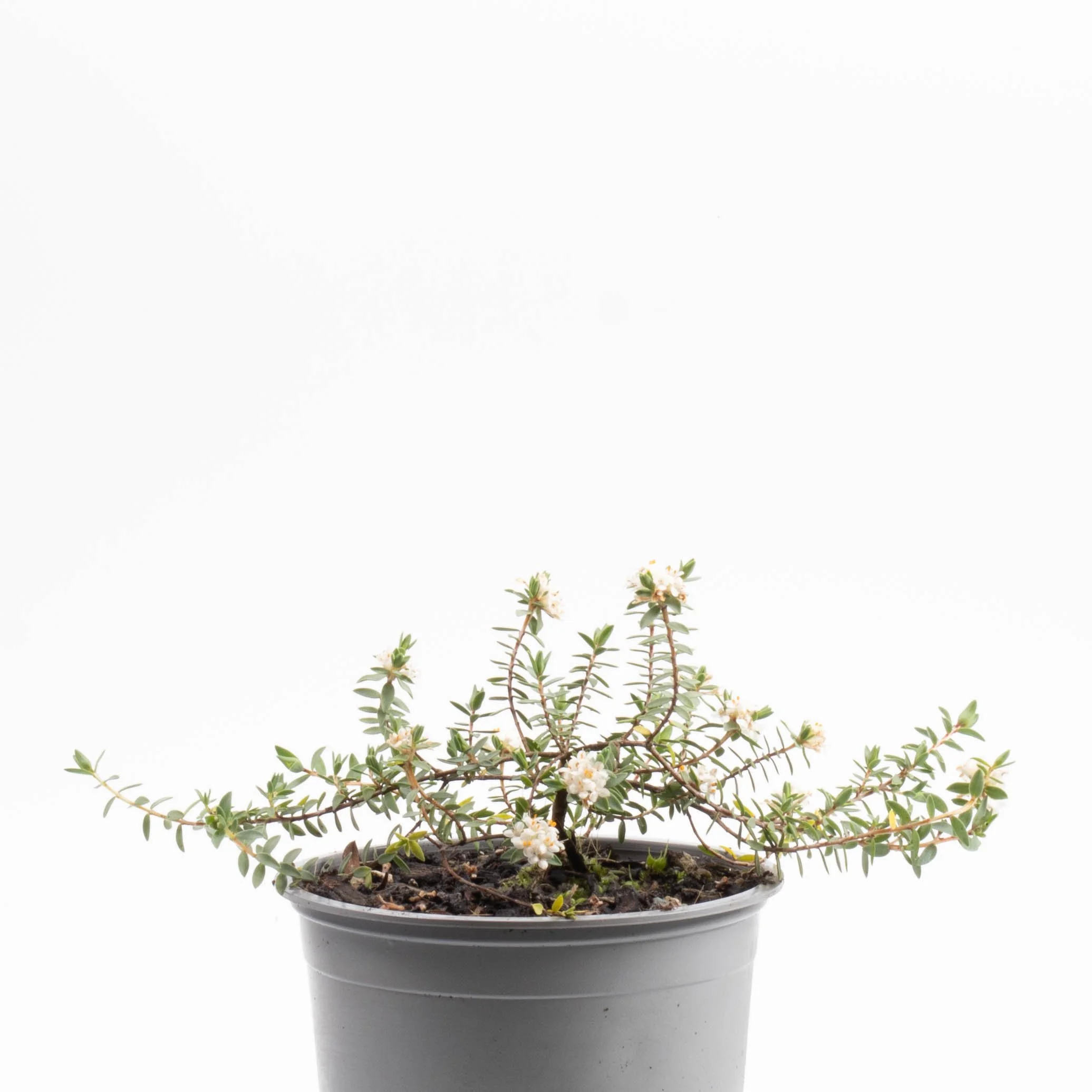 Pimelia prostrata — Kauri Park