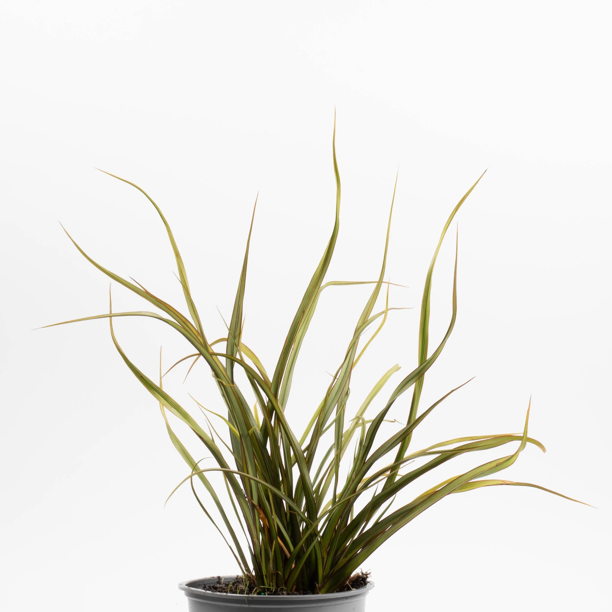 Phormium Surfer — Kauri Park