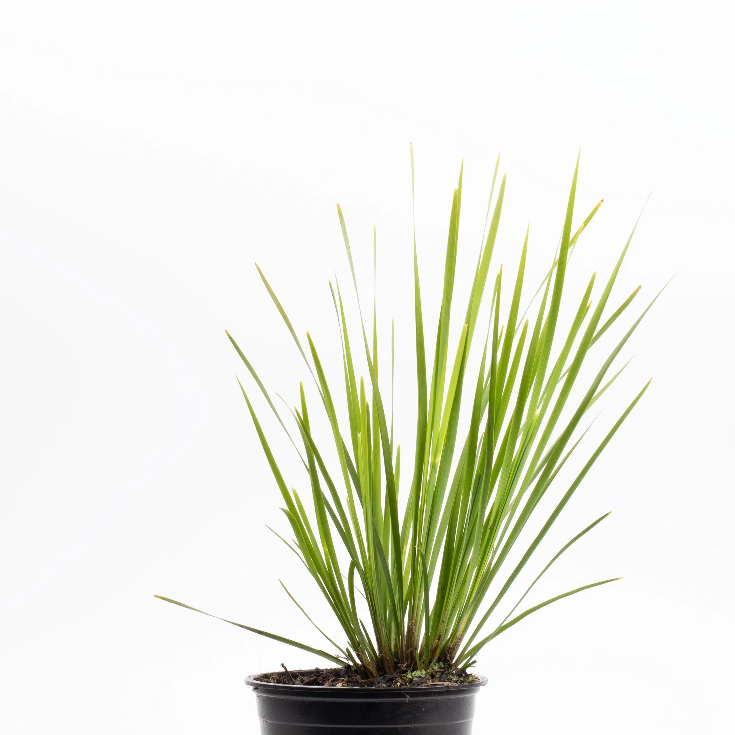 Lomandra Nyalla — Kauri Park