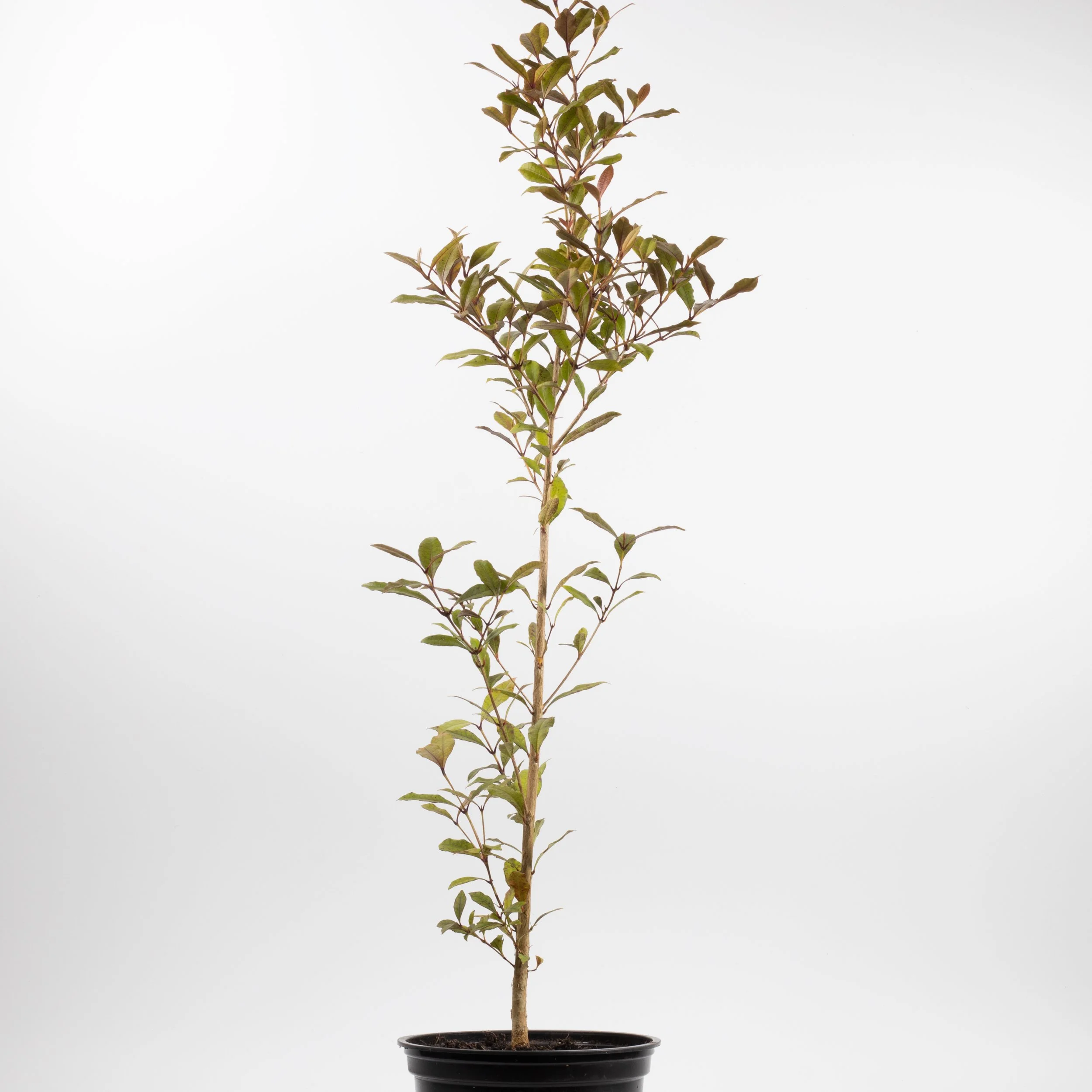 Syzygium maire — Kauri Park