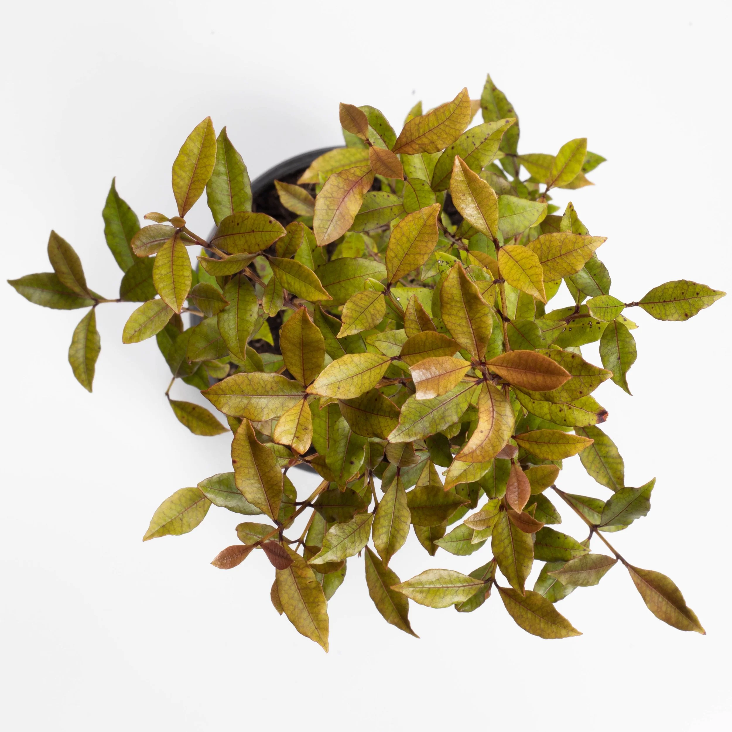 Syzygium maire — Kauri Park