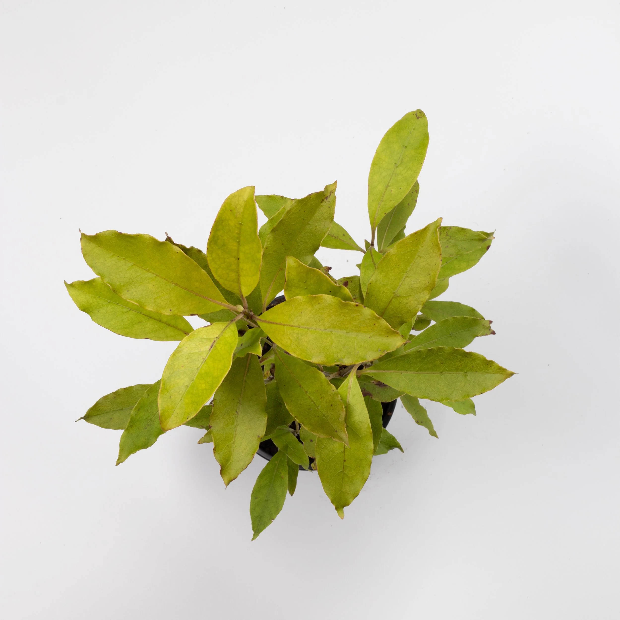 Coprosma grandiflora — Kauri Park