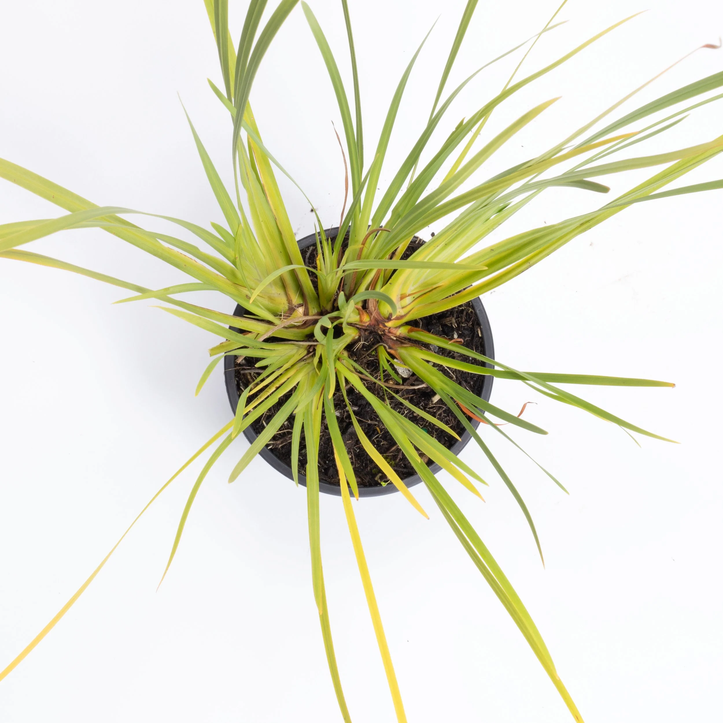 Dietes bicolor — Kauri Park