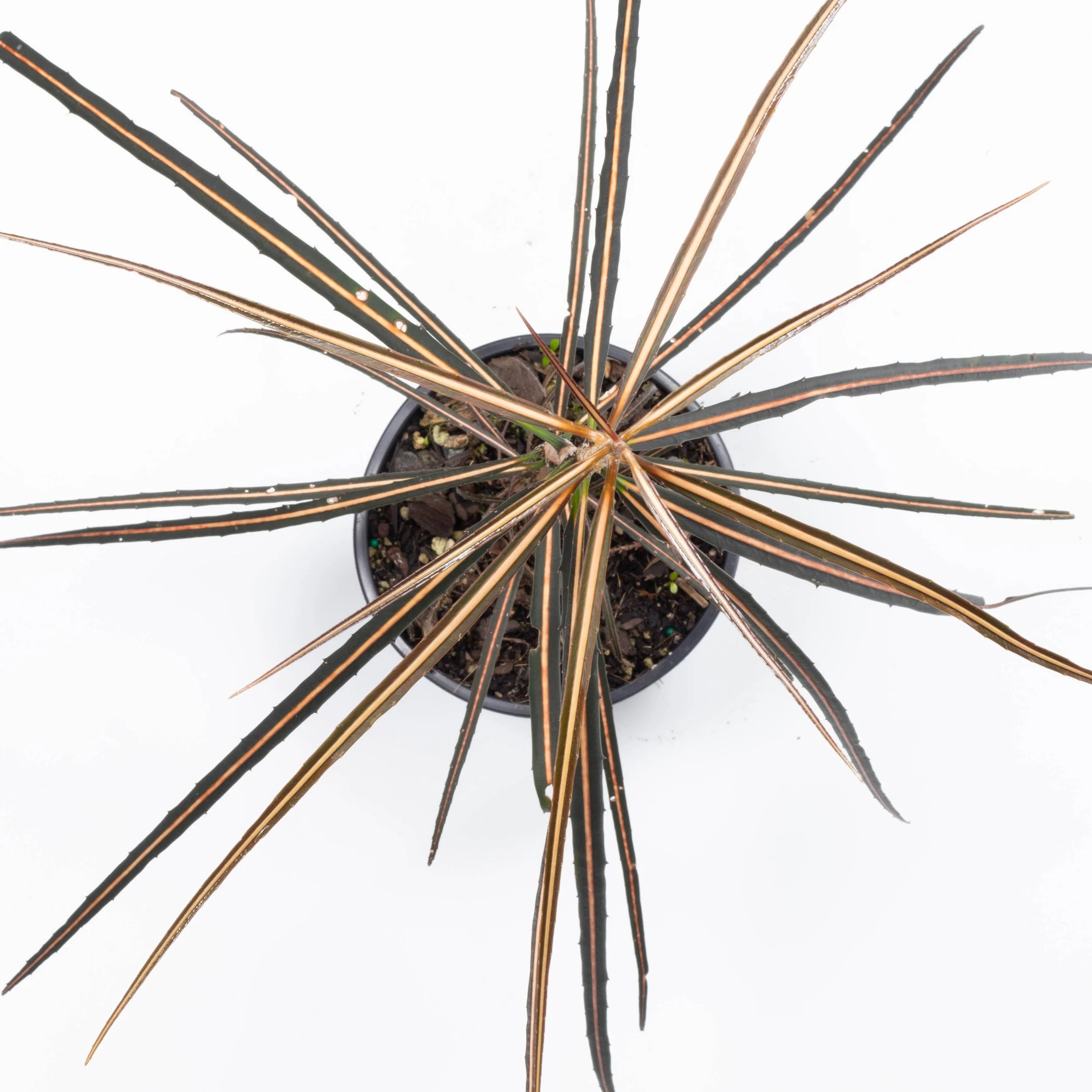 Pseudopanax crassifolius — Kauri Park