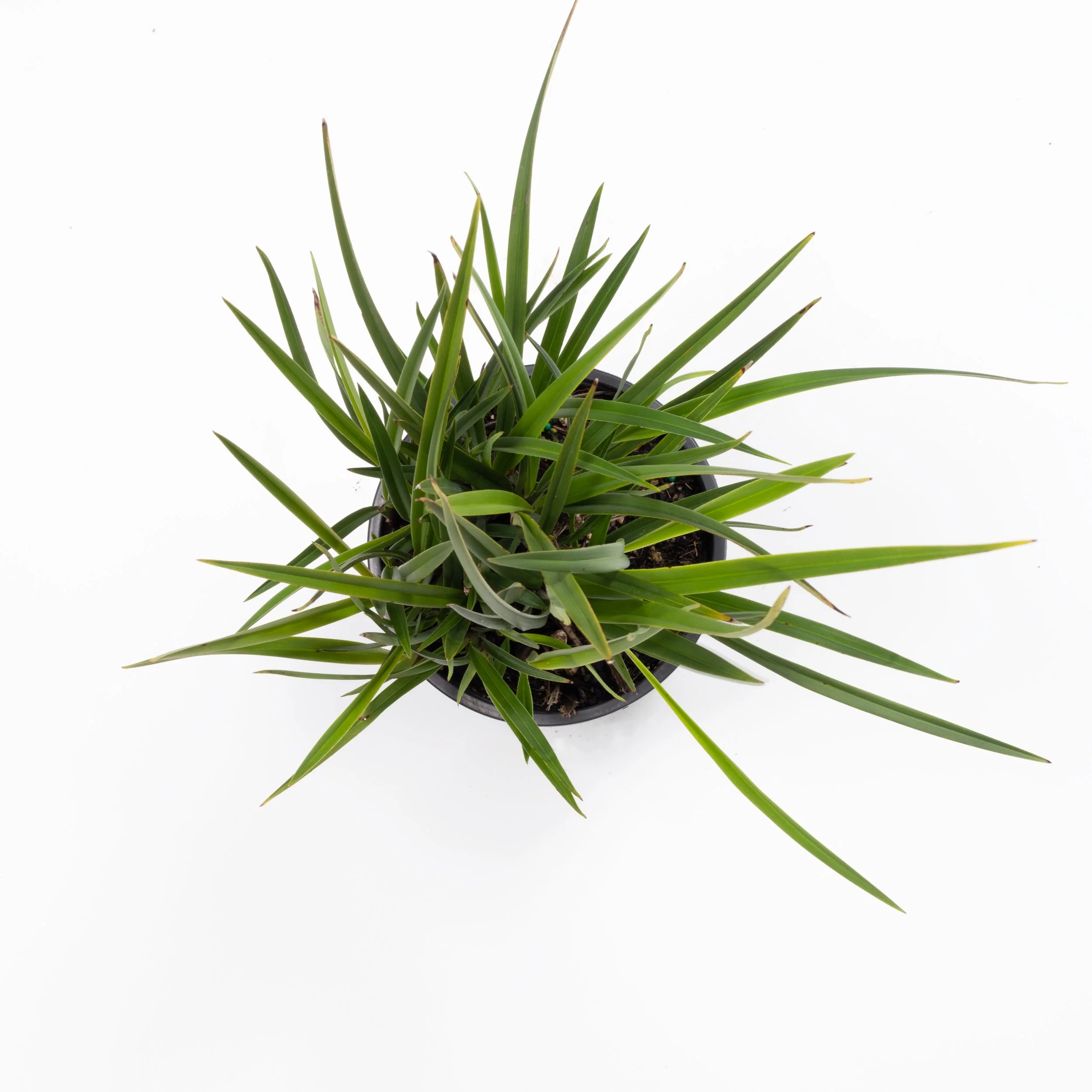 Dianella Revelation — Kauri Park