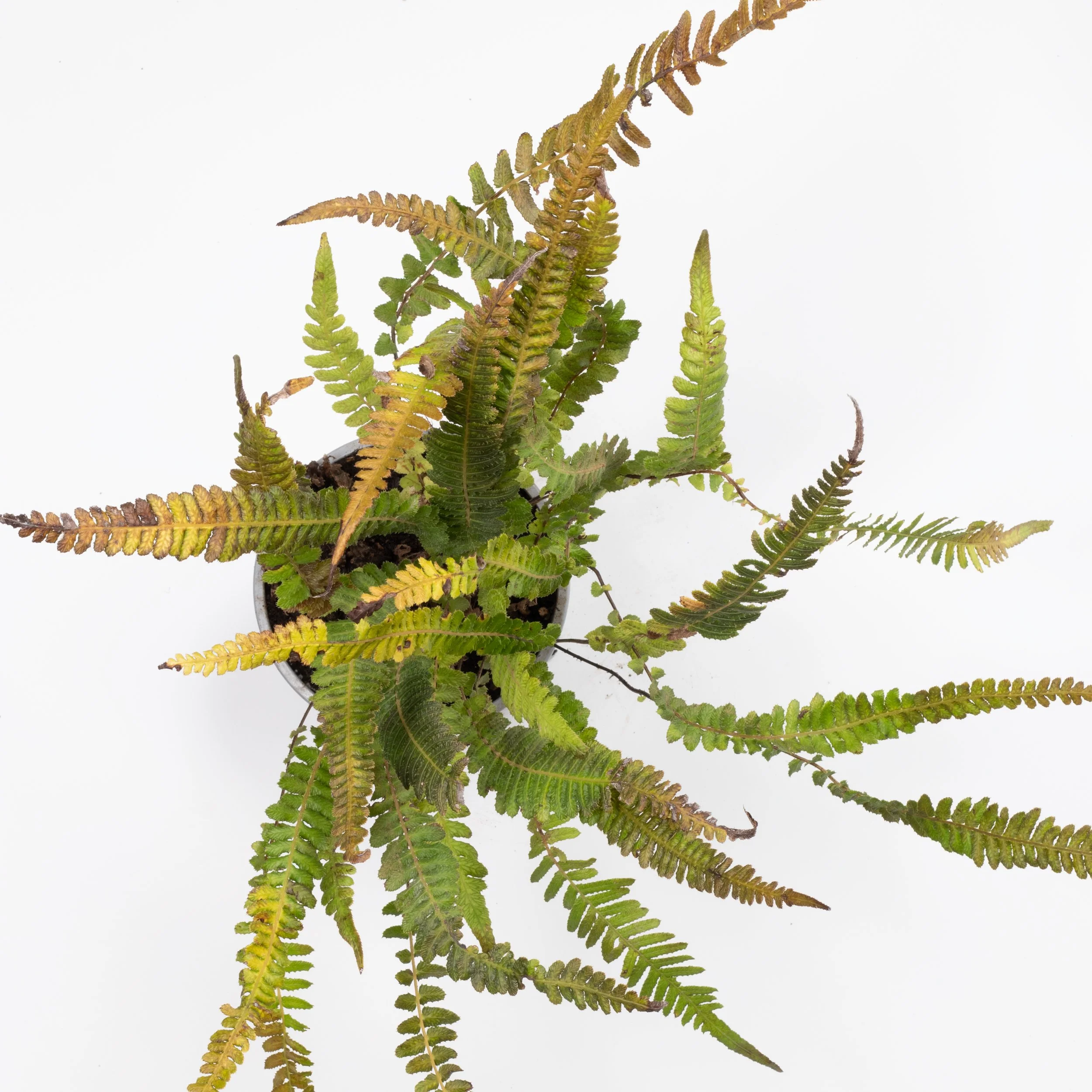 Doodia australis — Kauri Park